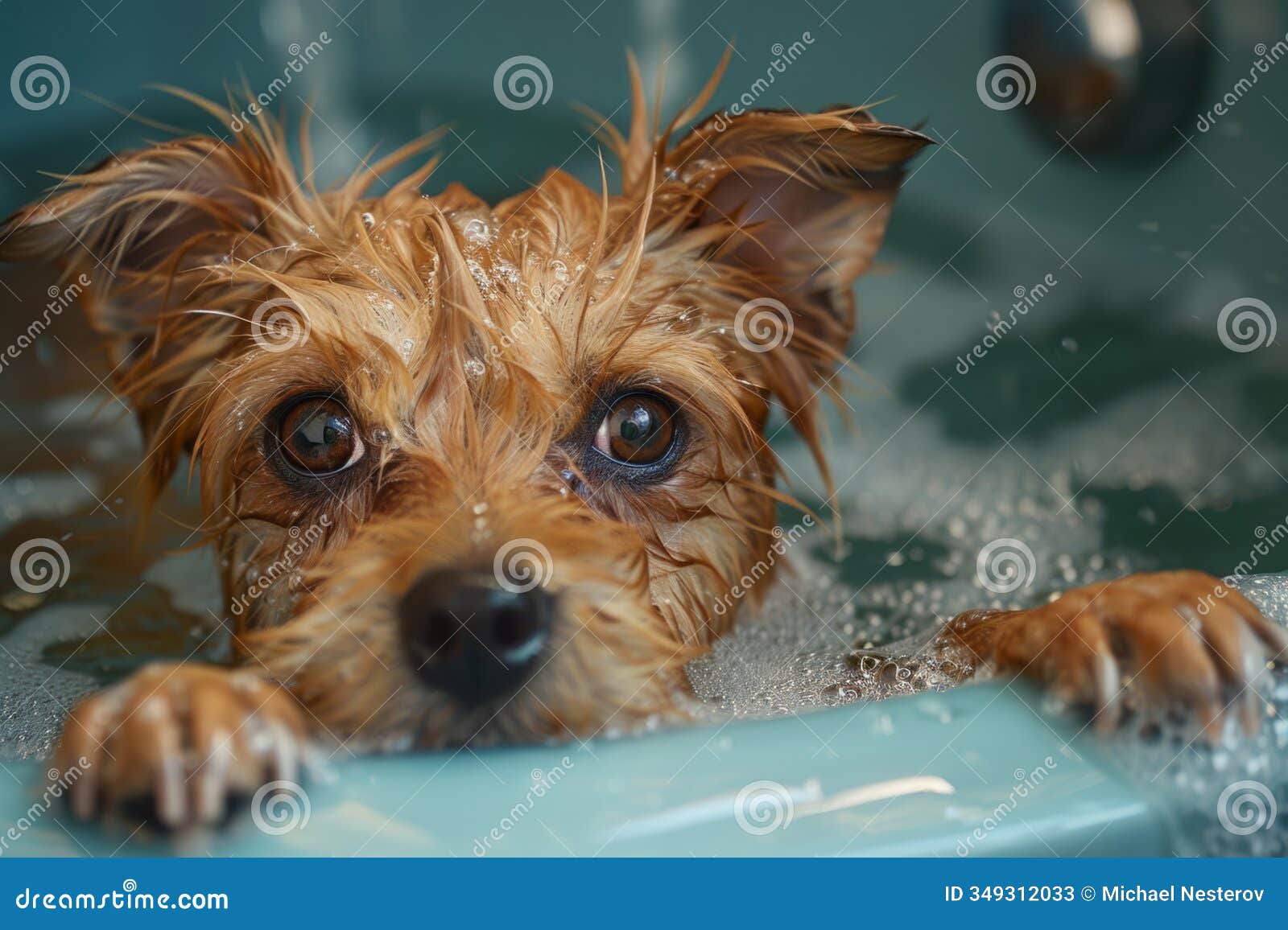 Cute Dog Taking a Bath with Soap Suds Stock Image - Image of suds, eyes ...