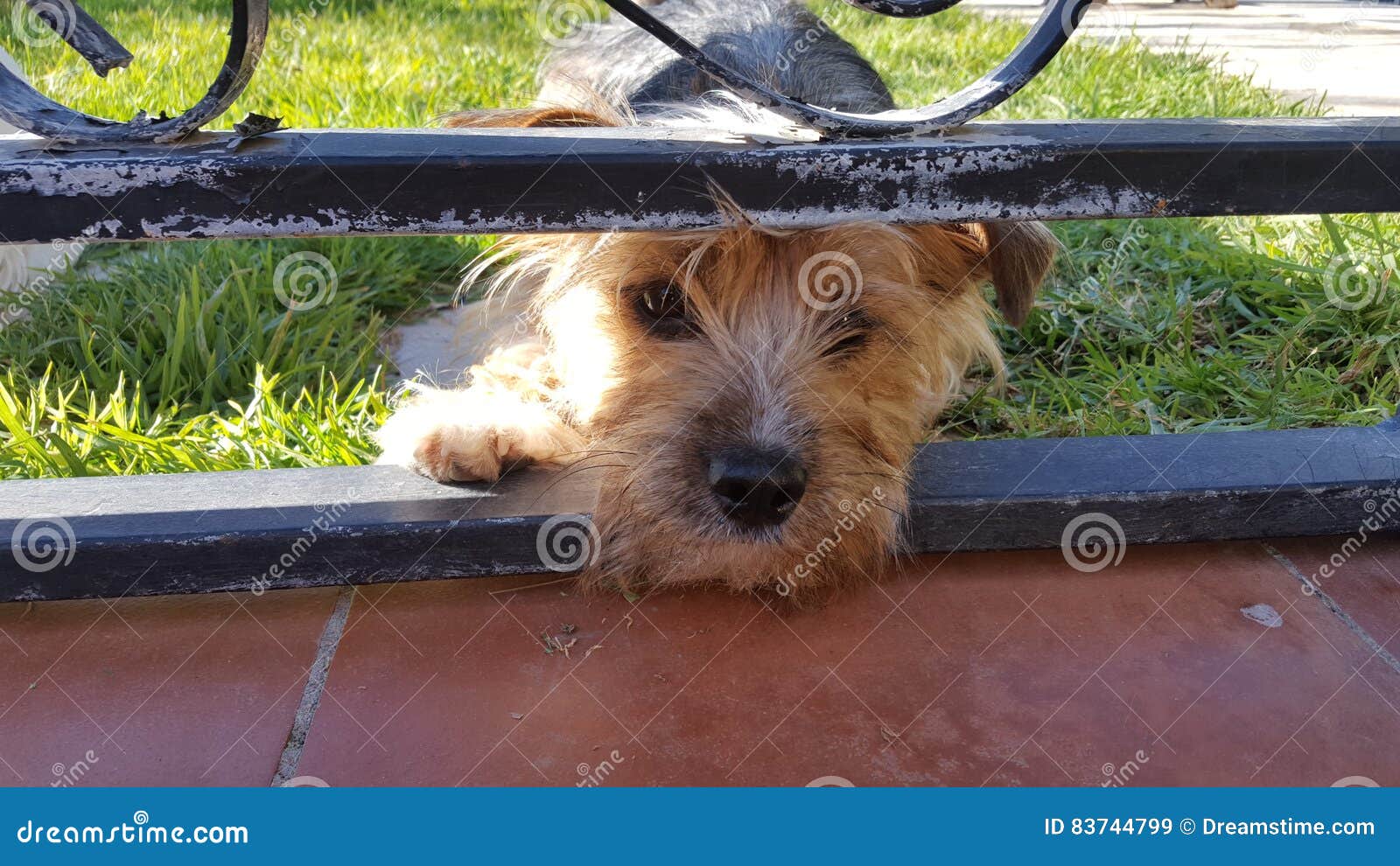 Cute dog stock image. Image of peeking, gate, cute - 83744799