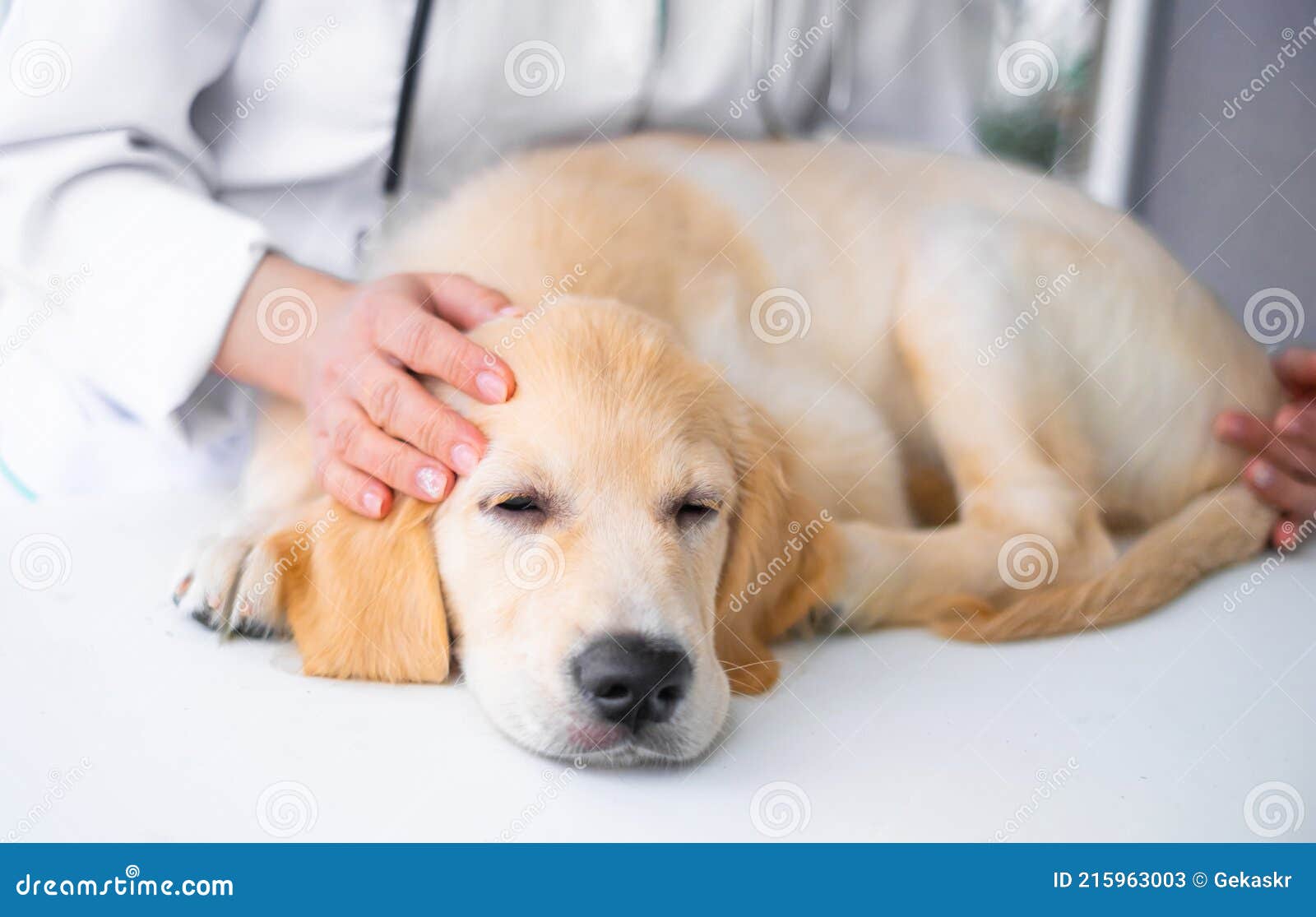 Cute Dog in Veterinary Clinic Stock Image - Image of profession, clinic ...