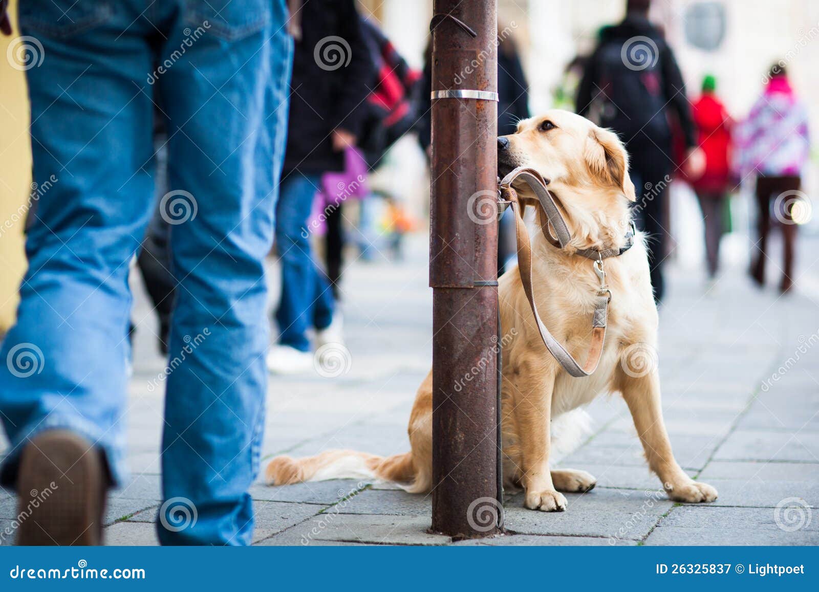 Cute Dog Waiting Patiently for His Master Stock Image - Image of ...