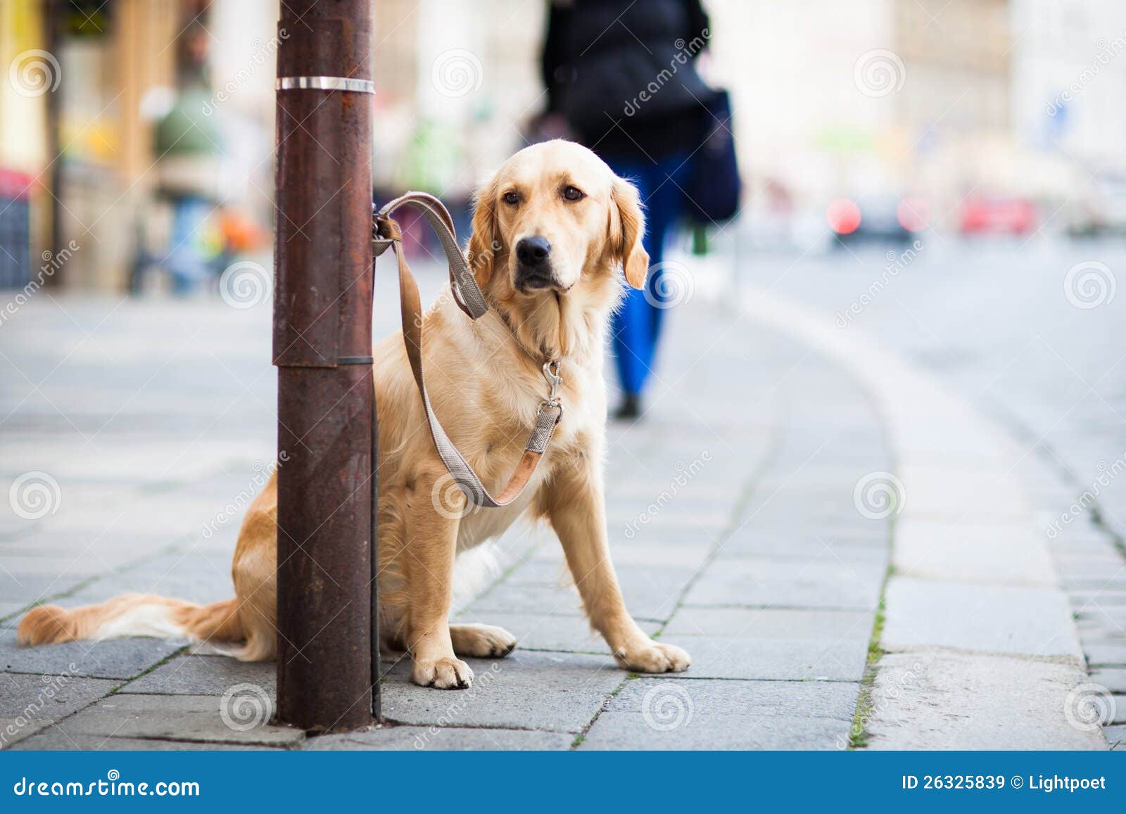 Cute Dog Waiting Patiently for His Master Stock Image - Image of ...