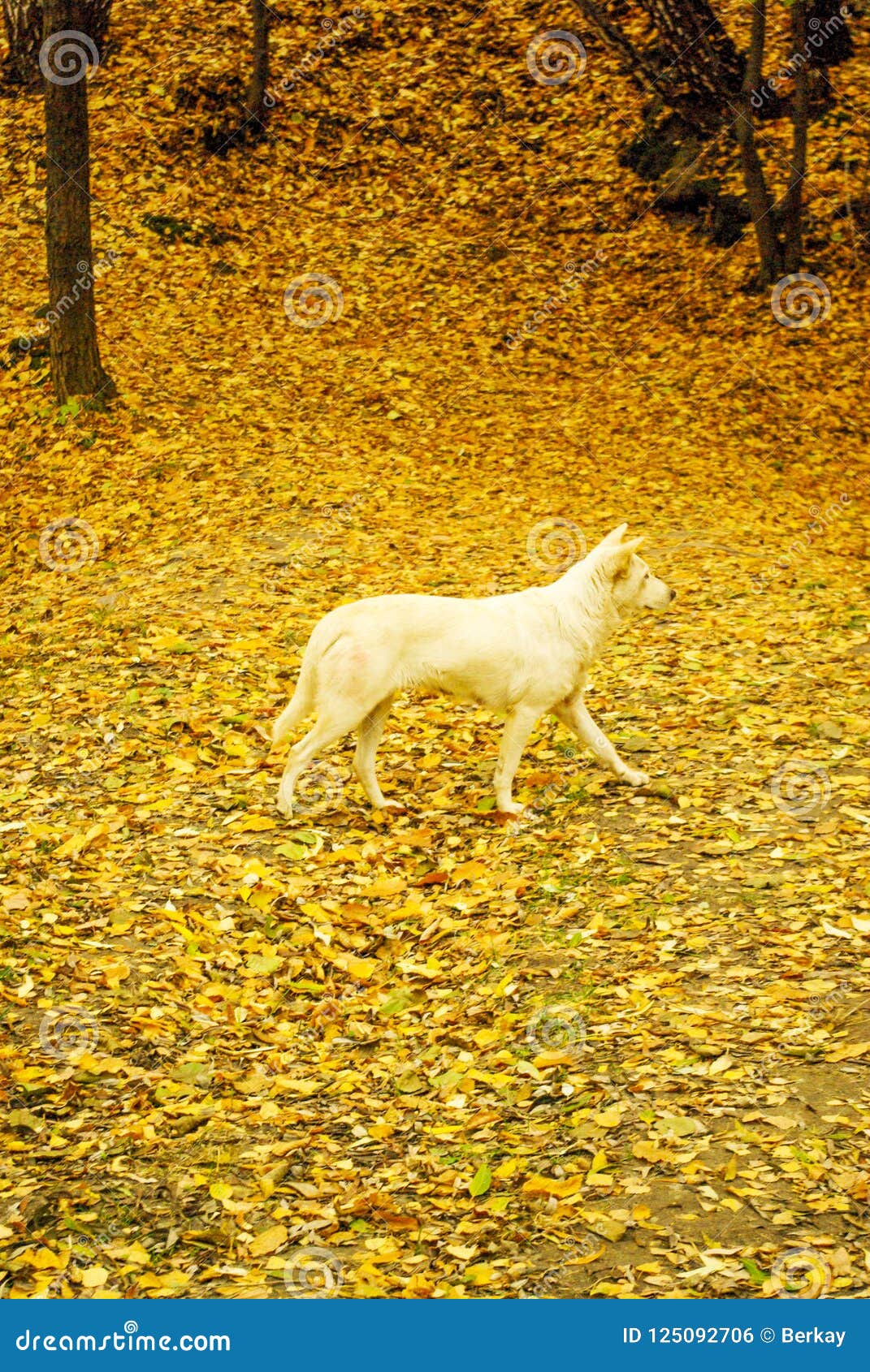 A dog walking around stock photo. Image of doggie, beautiful - 125092706