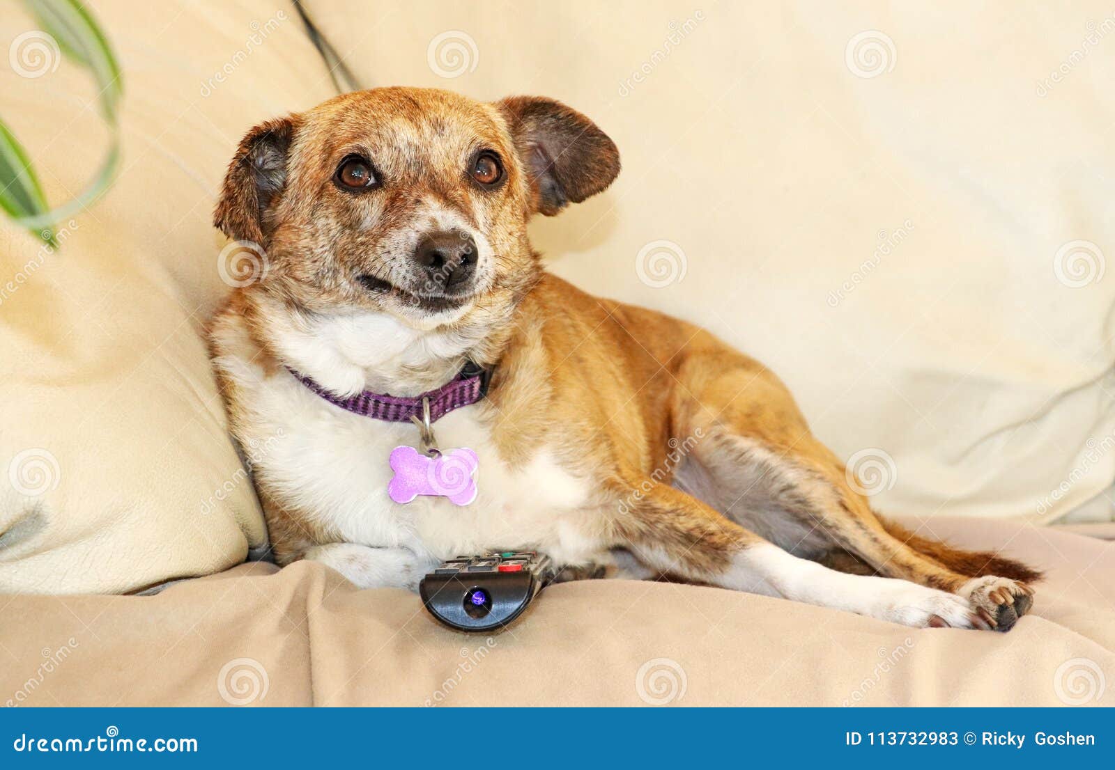 Cute Dog Watching Tv with Remote Control Stock Image - Image of humor ...