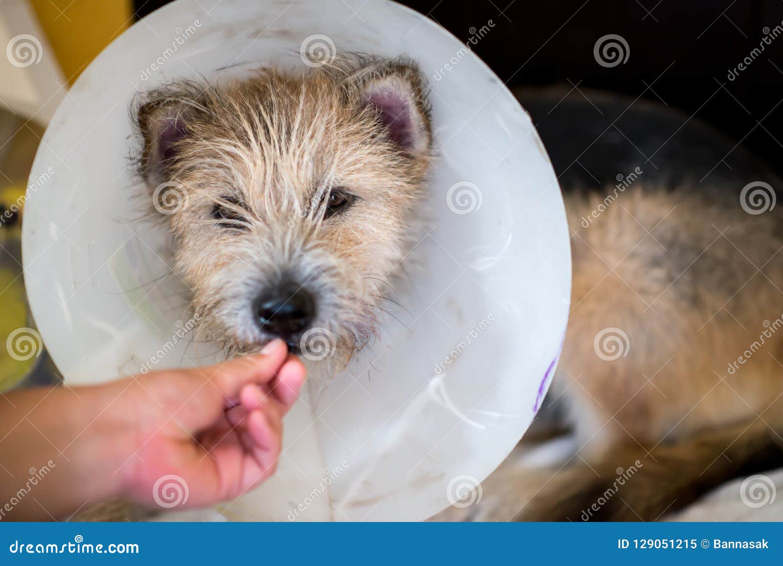 Cute Dog Wearing a Funnel Collar Stock Image - Image of medical, cast ...