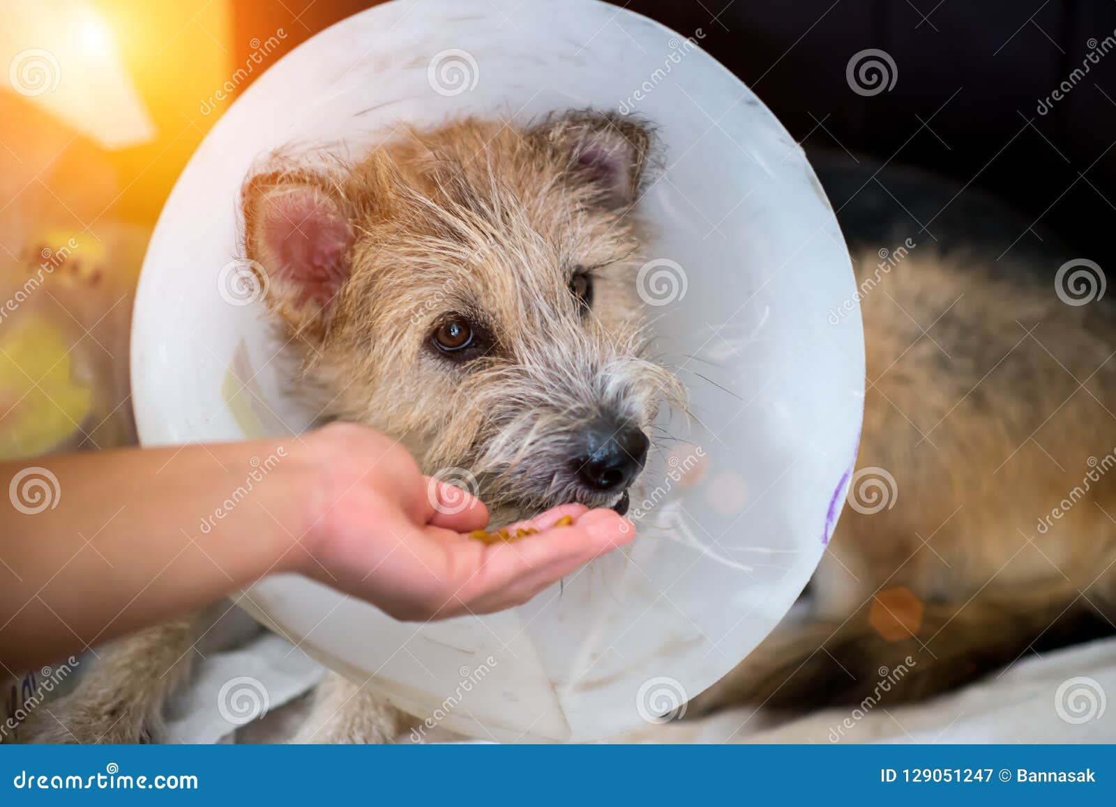 Cute Dog Wearing a Funnel Collar Stock Image - Image of emergency, cold ...