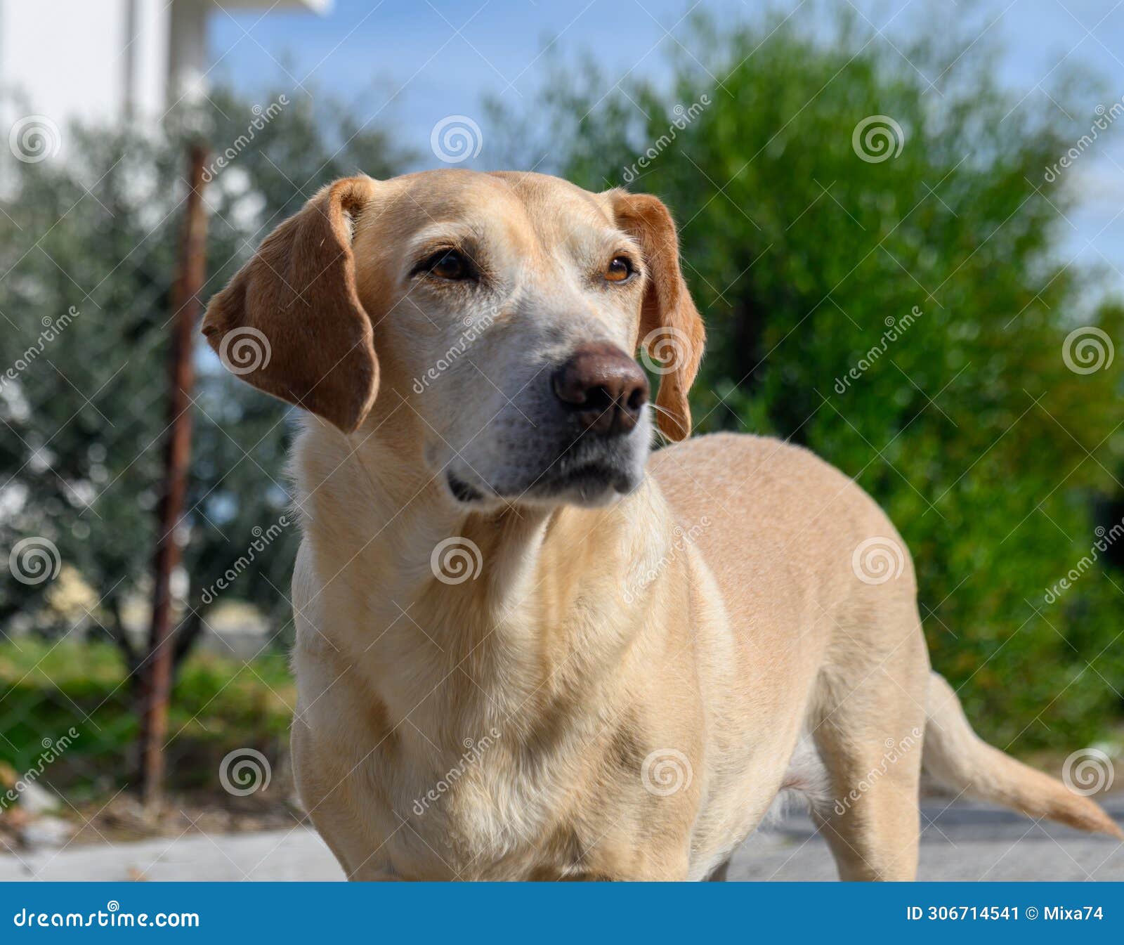 Cute Dog in Winter in Northern Cyprus 1 Stock Image - Image of yellow ...