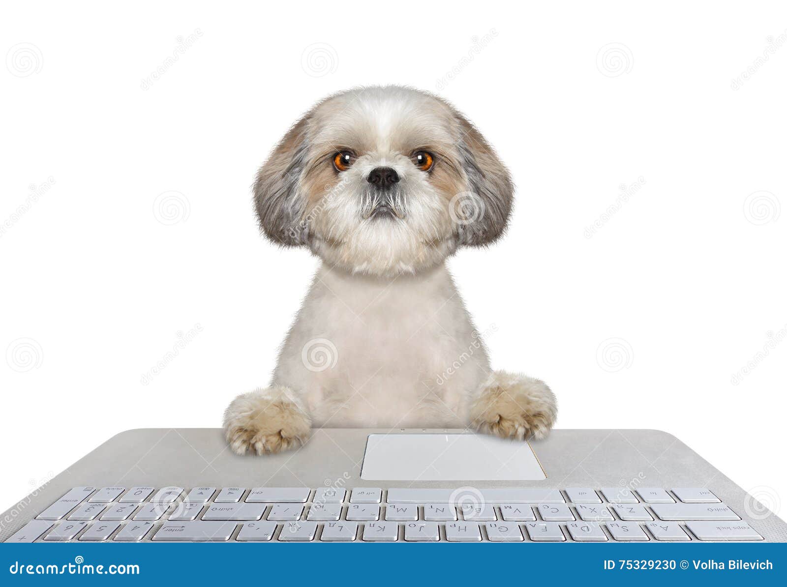 Cute Dog Working on the Computer Stock Photo - Image of shitzu, puppy ...