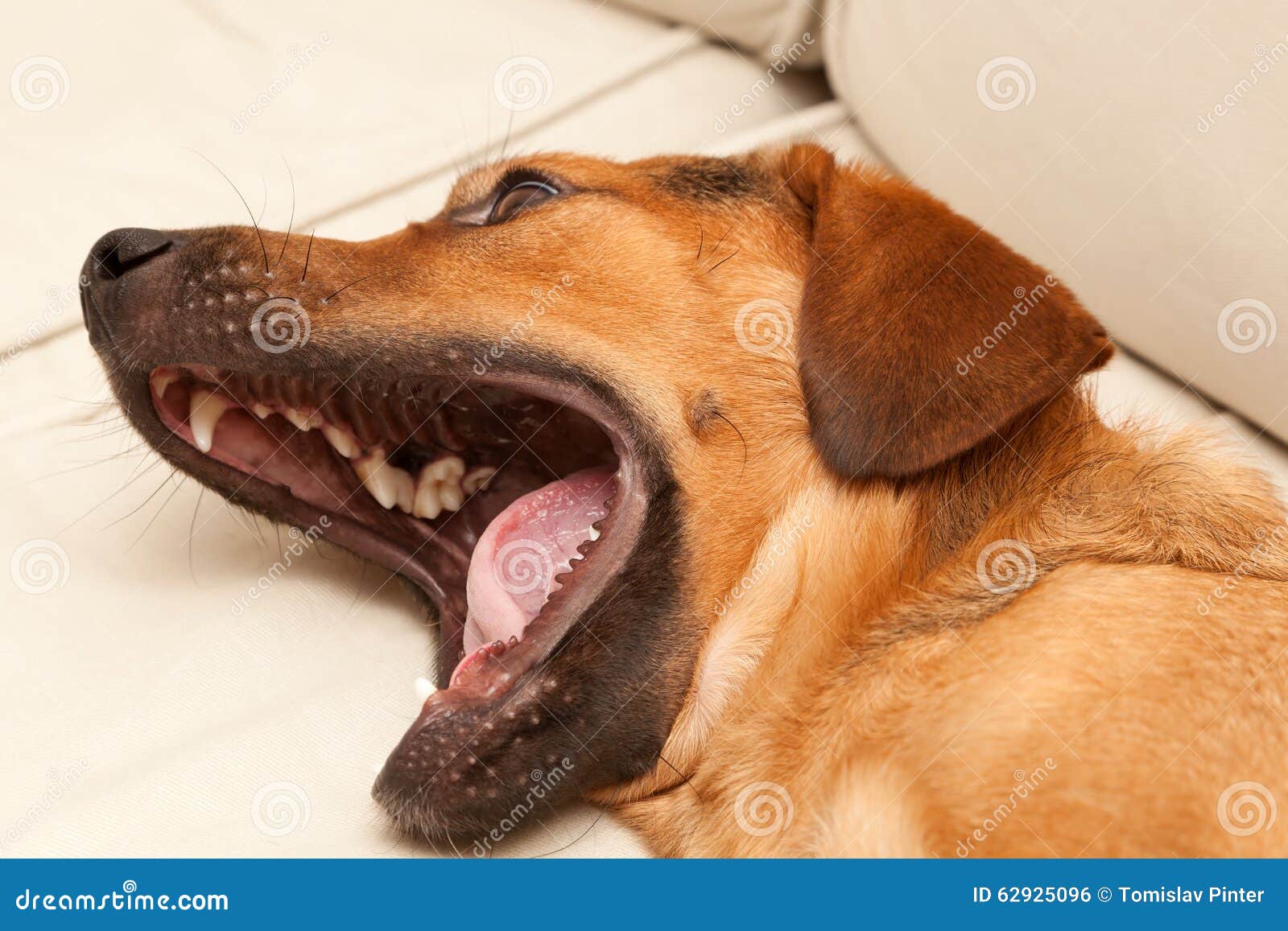 Cute dog yawning stock photo. Image of hybrid, scared - 62925096