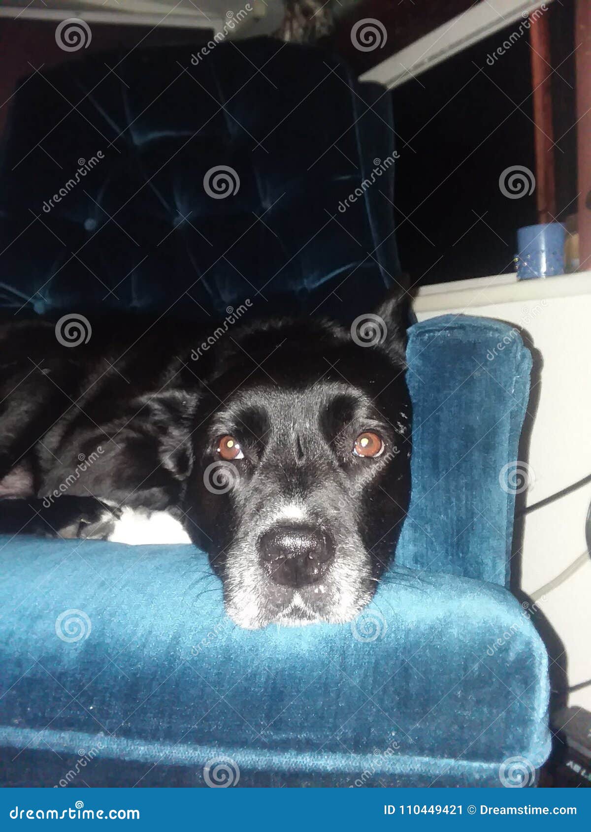 Digger dog stock image. Image of digger, animal, companion - 110449421