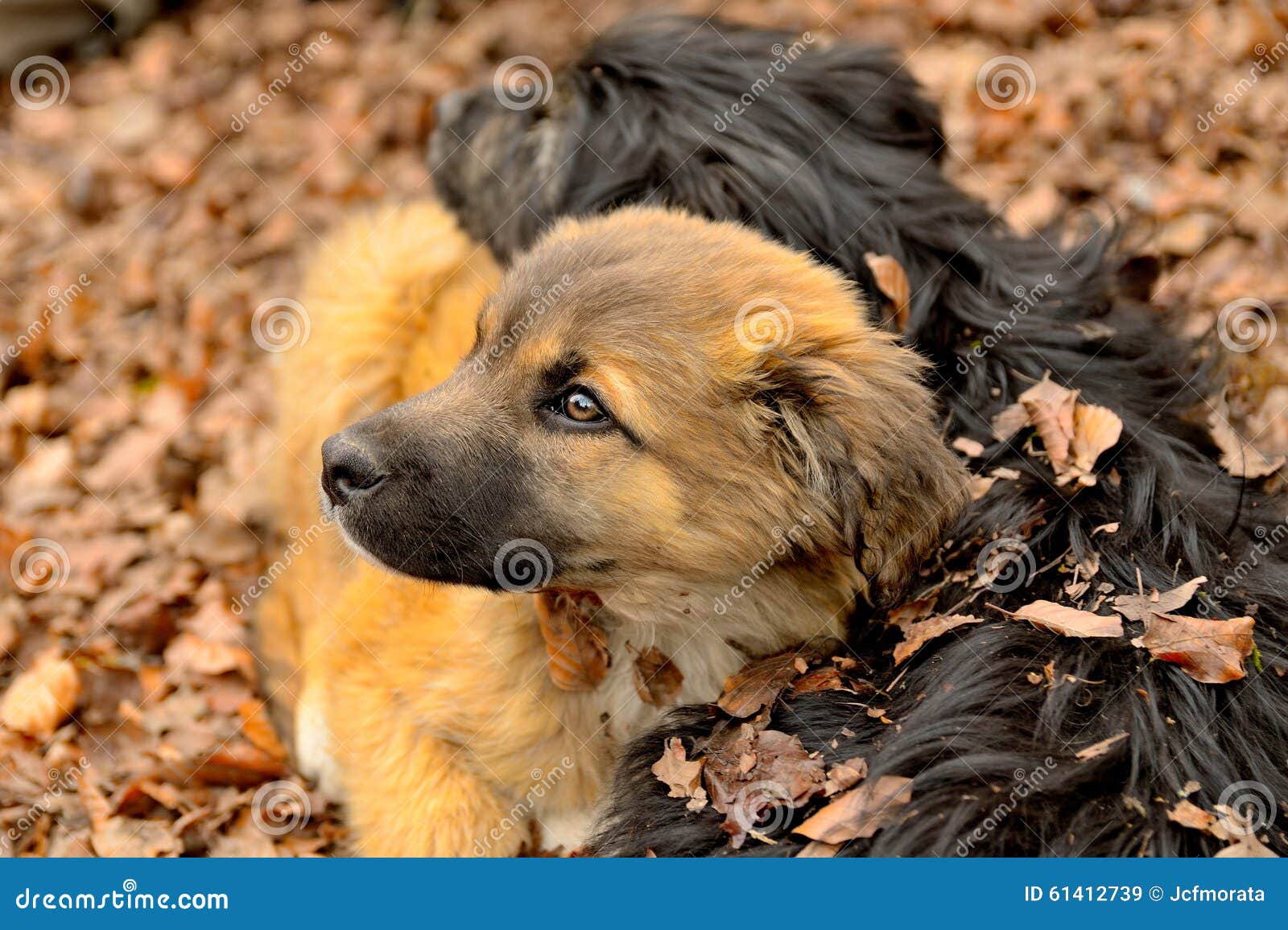 Cute doggies stock image. Image of season, doggy, cute - 61412739