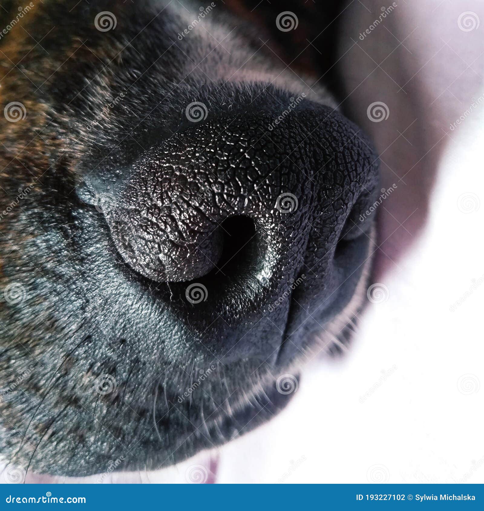 Cute doggy nose stock photo. Image of nose, cute, animal - 193227102