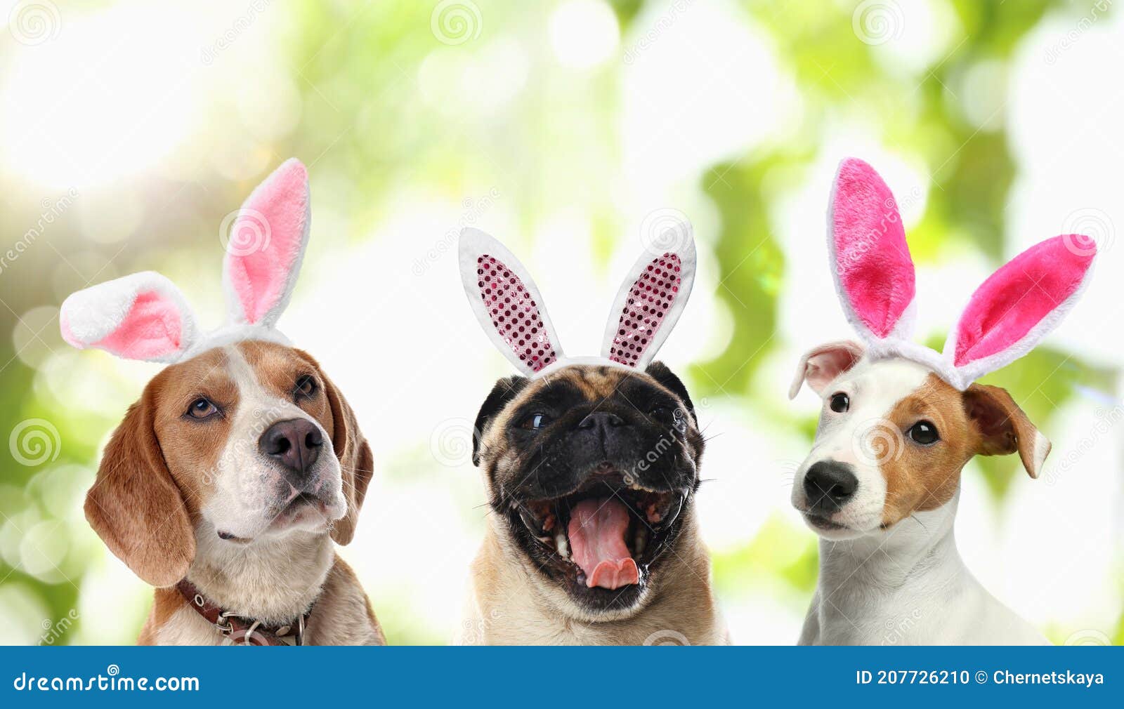 2,079 Easter Dog Bunny Ears Stock Photos - Free & Royalty-Free Stock ...