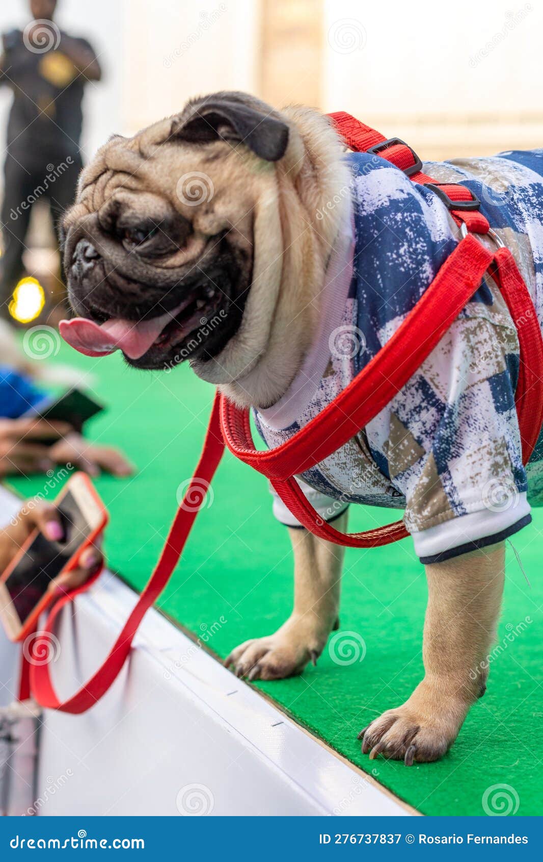 Cute dogs in an event. stock image. Image of cute, irish - 276737837
