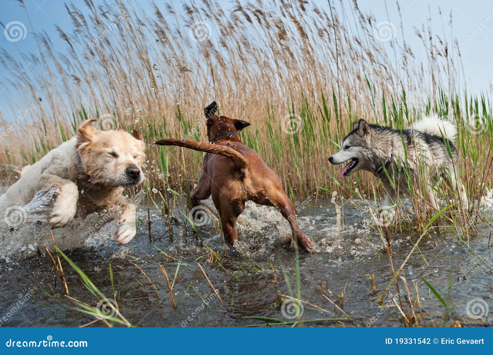 Cute dogs having fun stock photo. Image of park, cute - 19331542