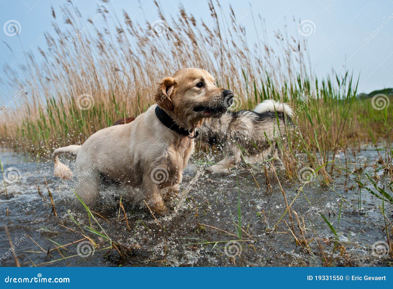 Cute dogs having fun stock photo. Image of brown, breed - 19331550