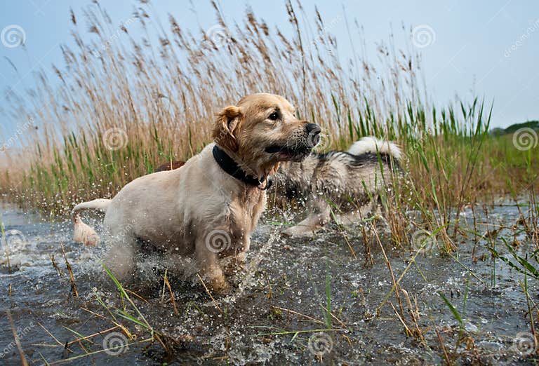 Cute dogs having fun stock photo. Image of brown, breed - 19331550