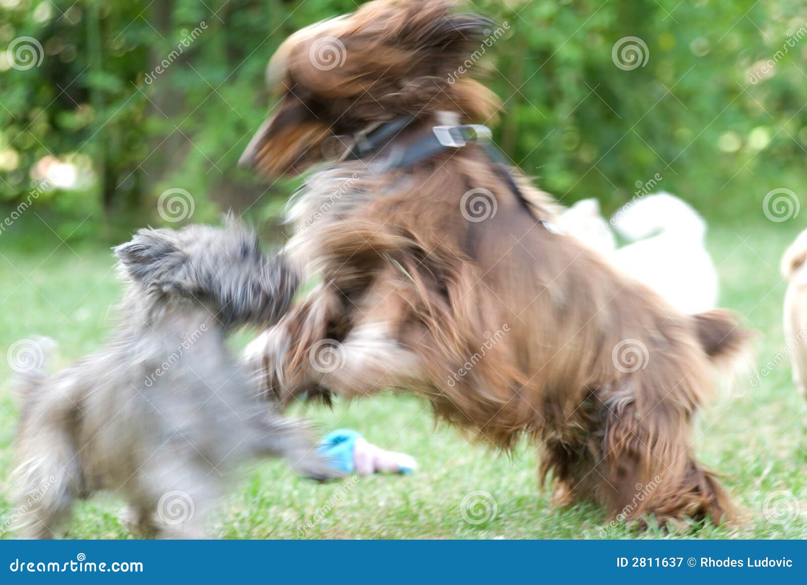 Cute dogs playing in park stock image. Image of foliage - 2811637