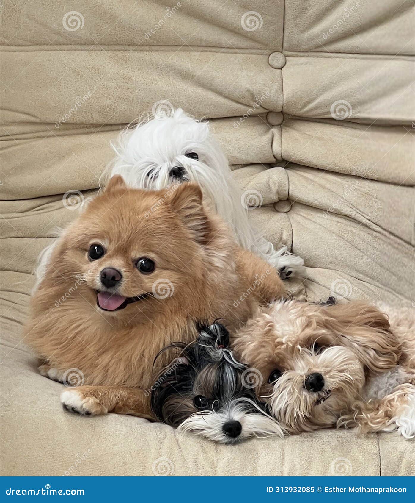 4 Cute Dogs Sit on the Couch Stock Image - Image of camera, poodle ...
