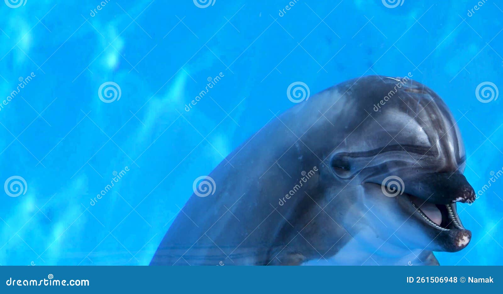 Cute Dolphin Muzzle Underwater Close Up, Wild World Stock Footage ...
