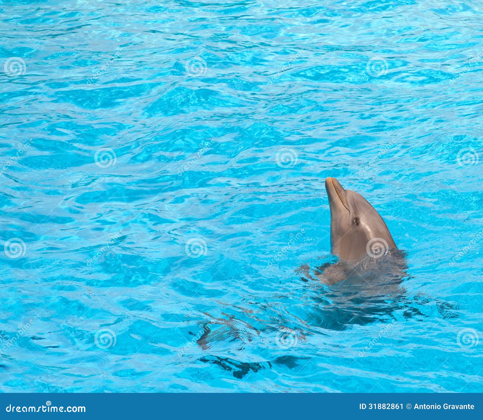 Cute dolphin stock image. Image of ocean, aquatic, mammals - 31882861