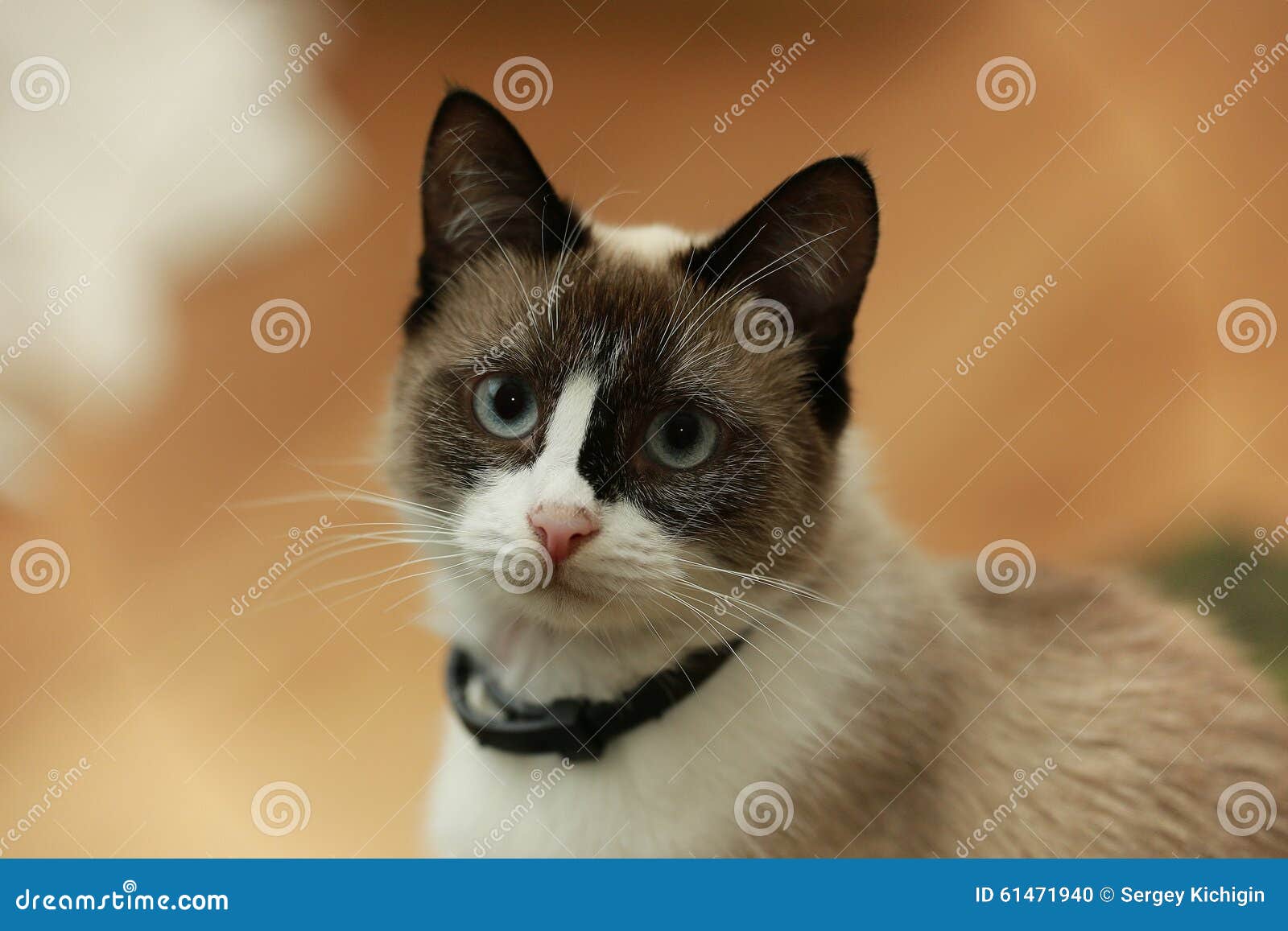 Mean Looking Cat Stock Images - Download 129 Royalty Free Photos - Page 2