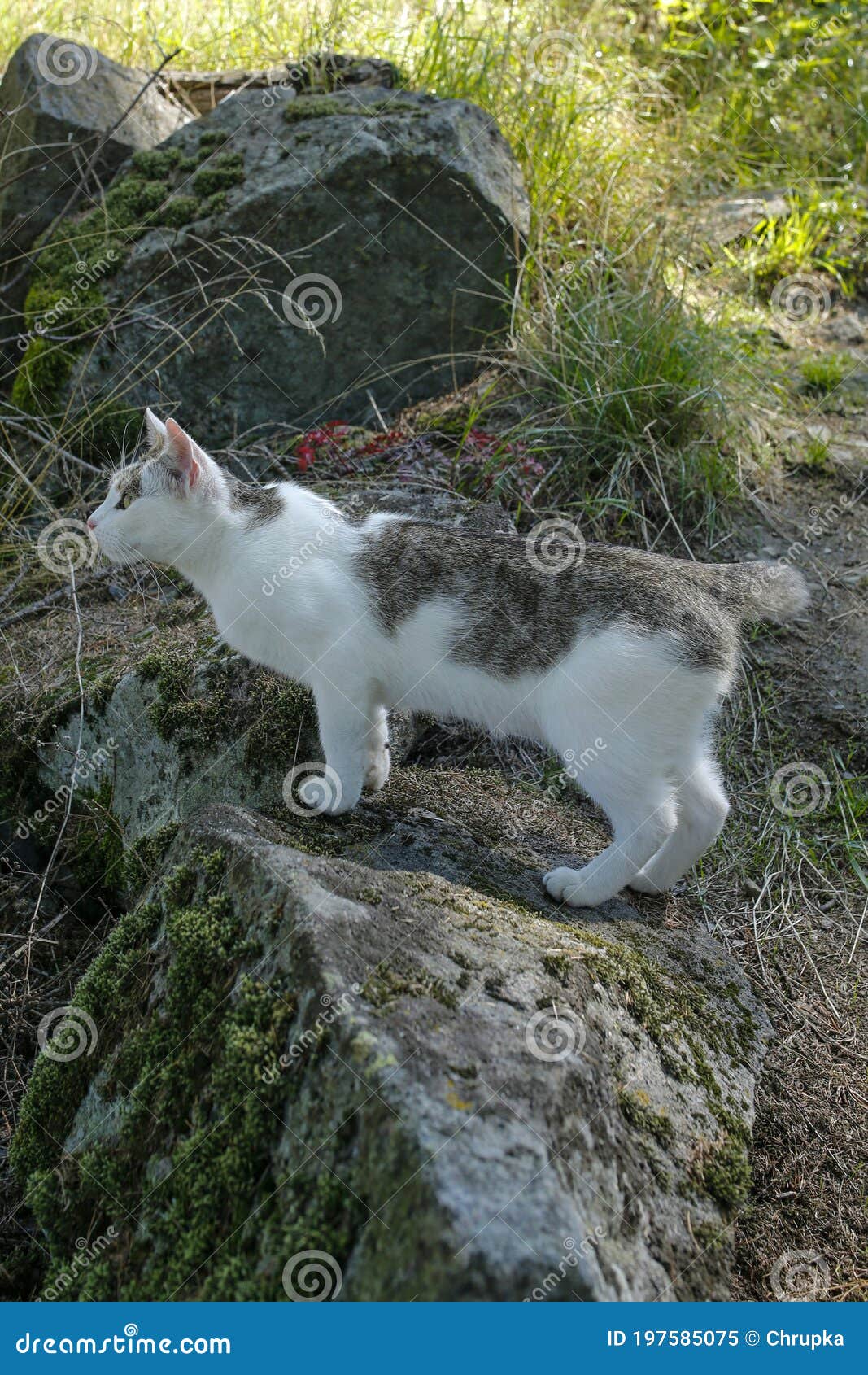 Cute Cat in Mountain Scenery Stock Image - Image of domestic, outdoor ...