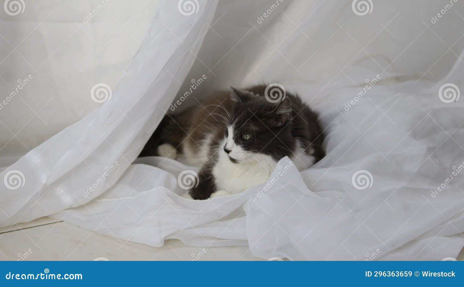 Cute Domestic Cat Sitting on a White Silky Fabric Stock Image - Image ...