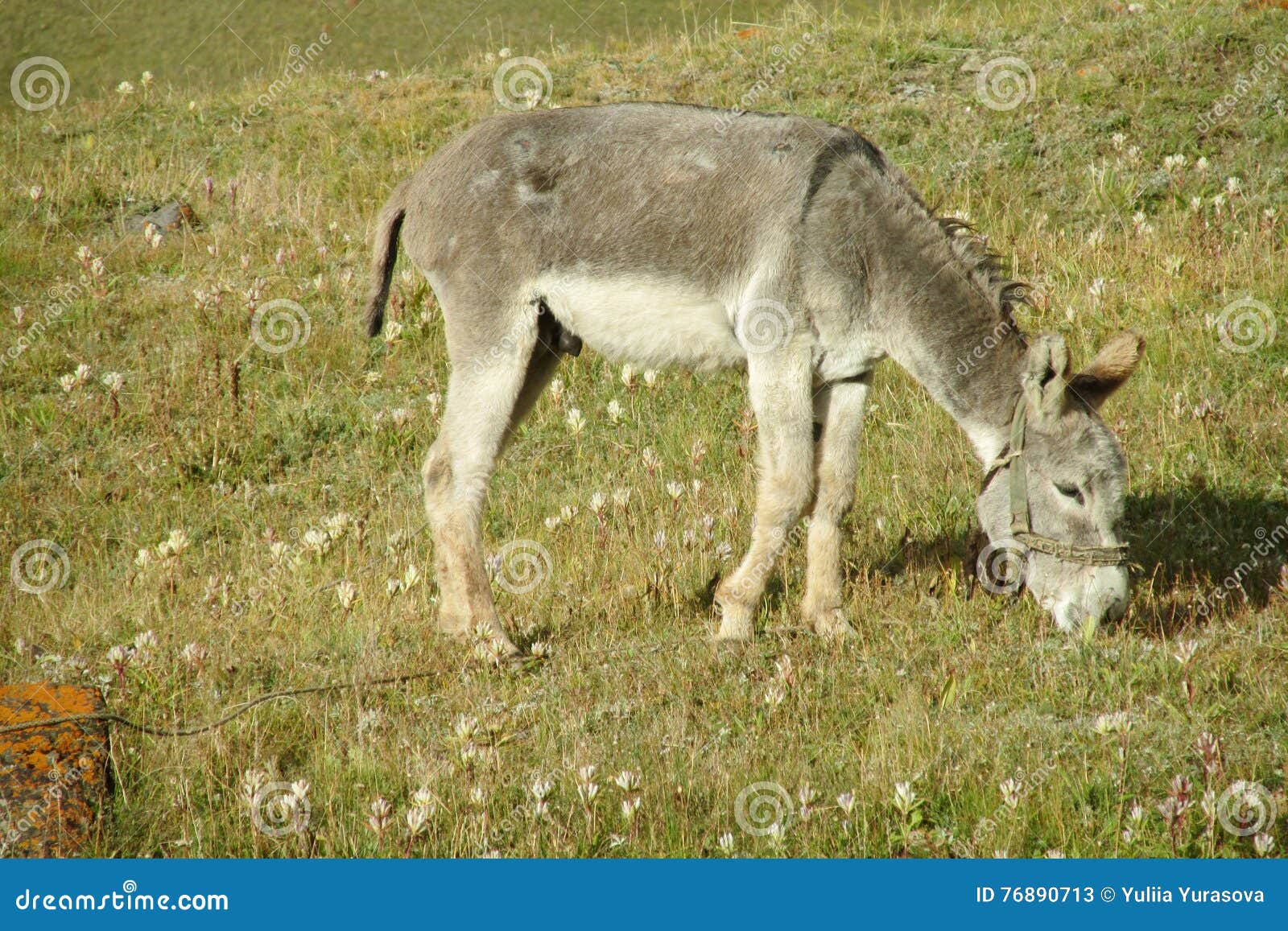 Cute Domestic Donkey Eats Grass Stock Image - Image of hair, domestic ...