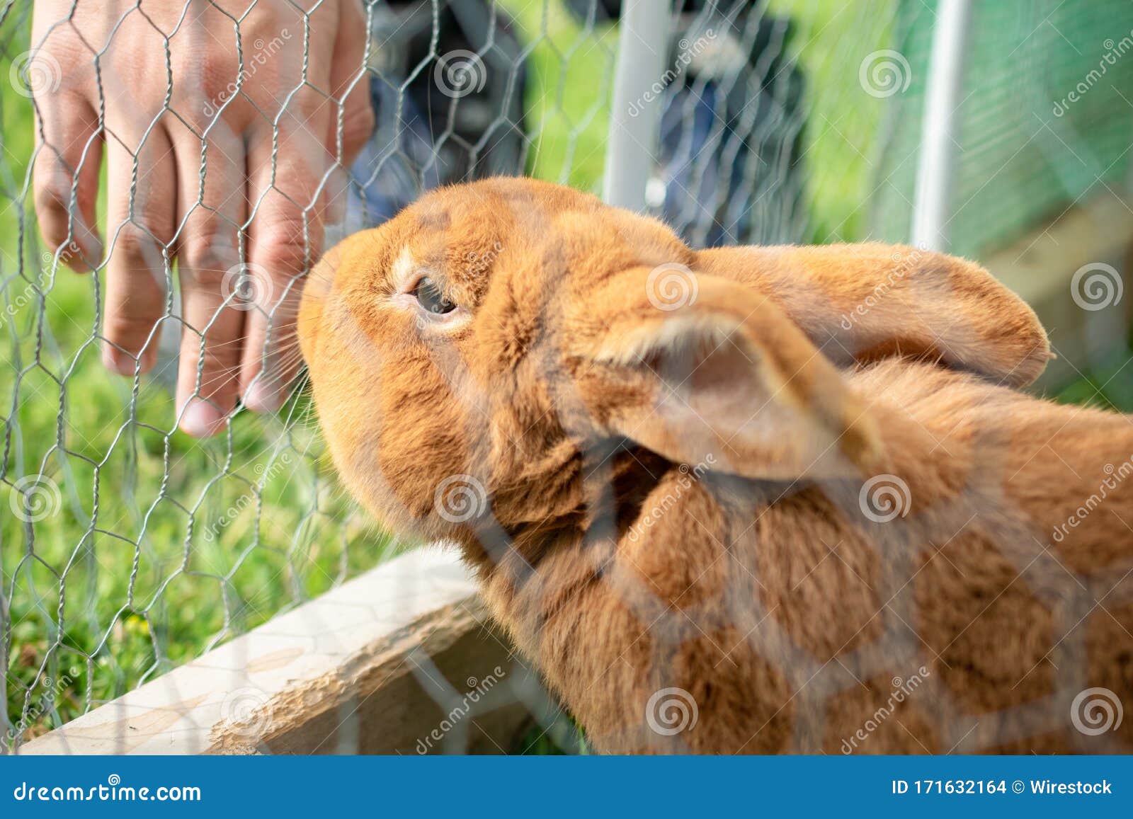 Cute Domestic Furry Rabbit in a Cage during Daytime Stock Photo - Image ...