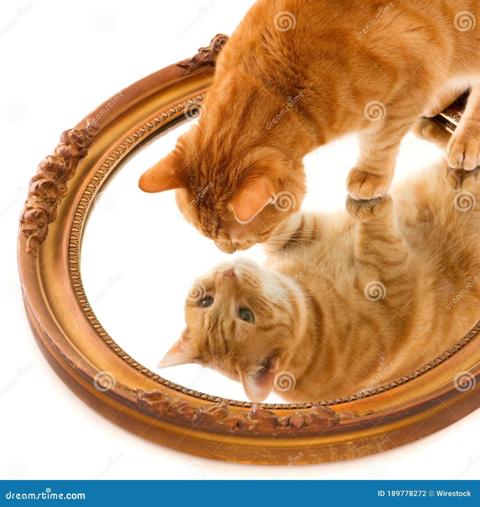 Cute Domestic Ginger Cat Curiously Looking at Its Own Reflection in a ...