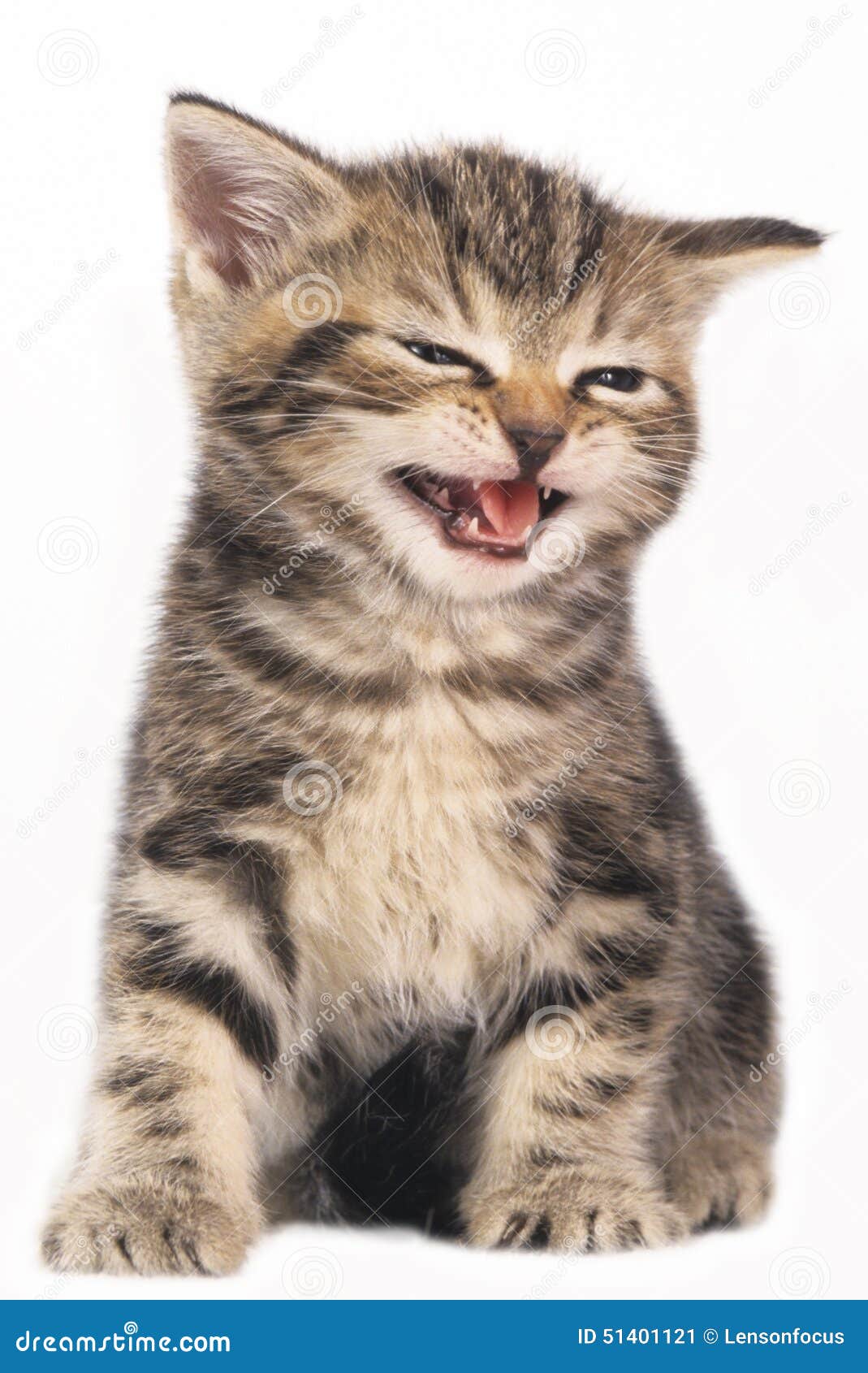 Cute domestic kitten stock image. Image of cute, kitten - 51401121