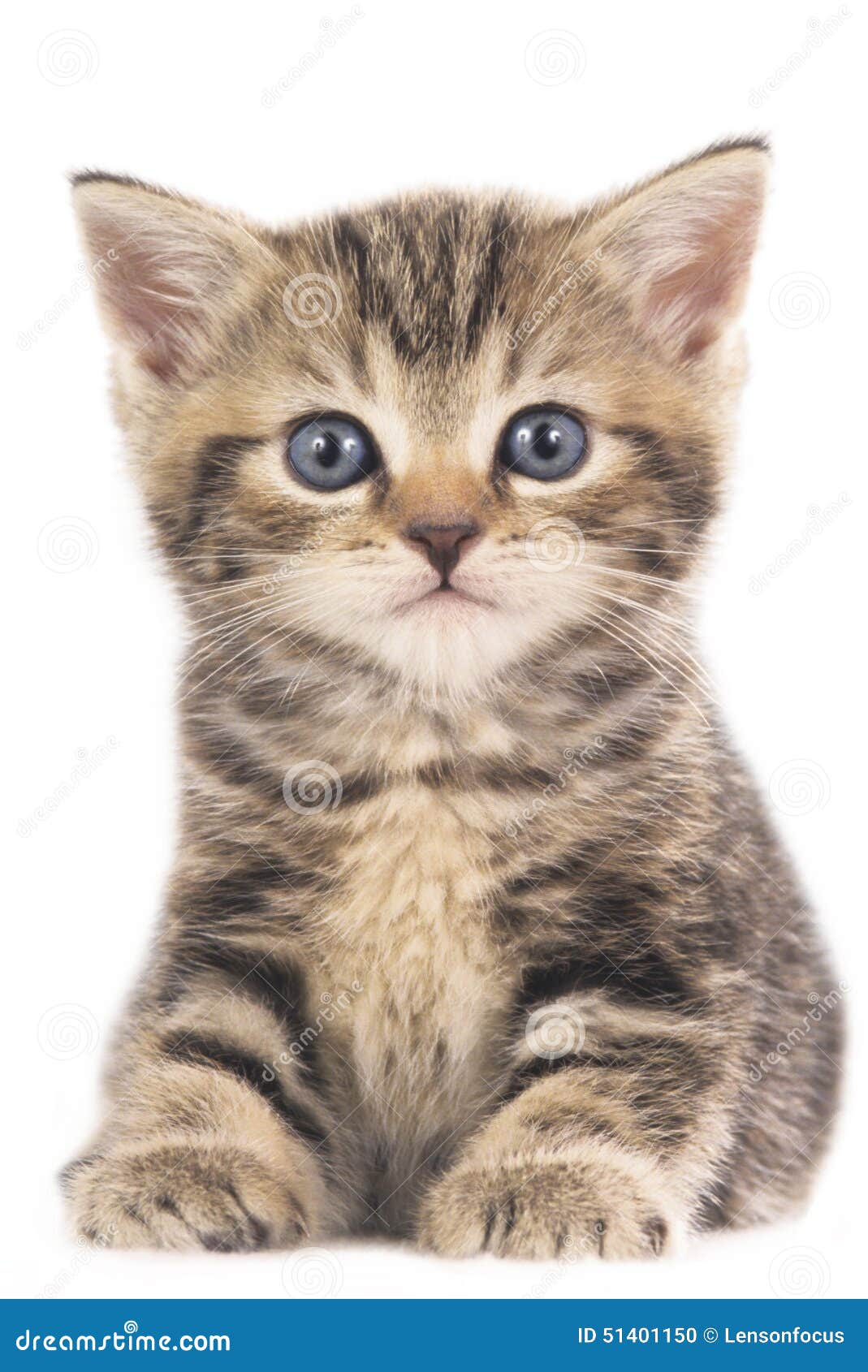 Cute domestic kitten stock photo. Image of cute, camera - 51401150