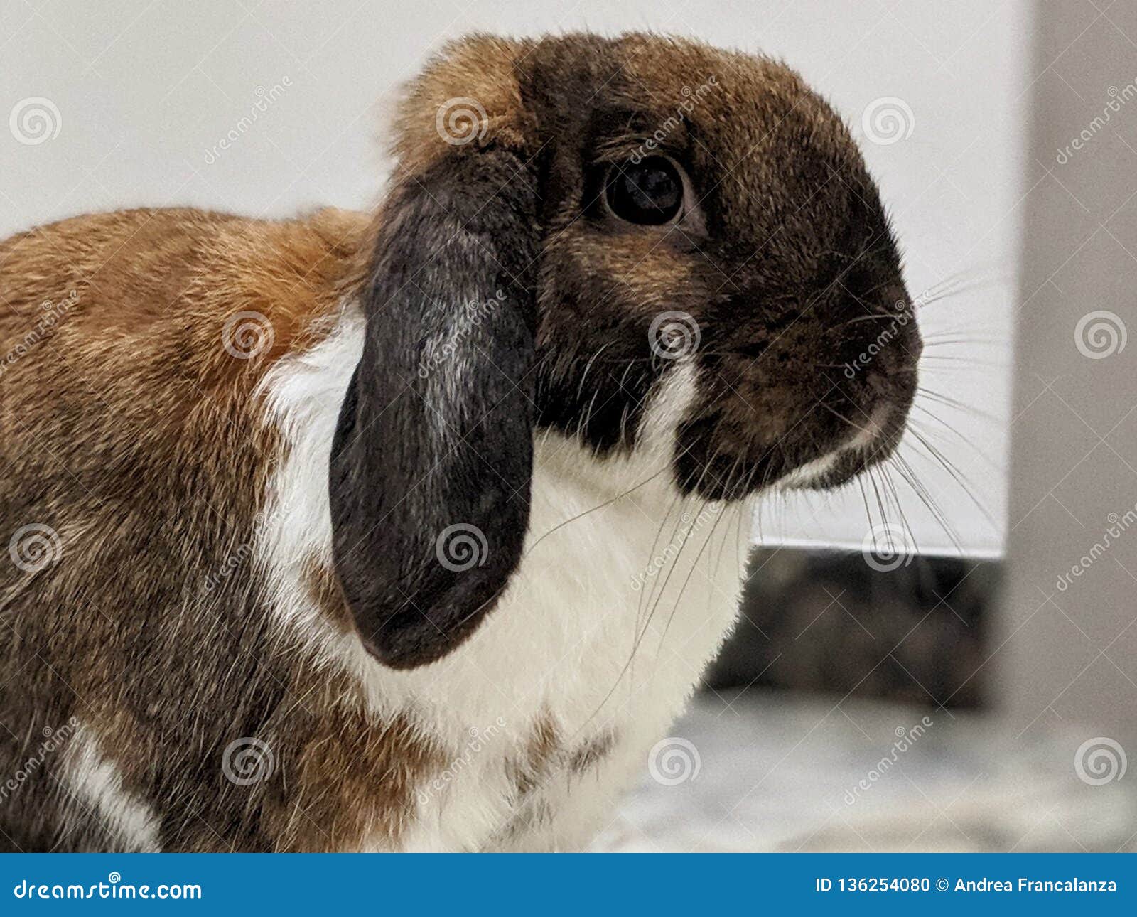 Cute domestic rabbit stock photo. Image of easter, mammal - 136254080