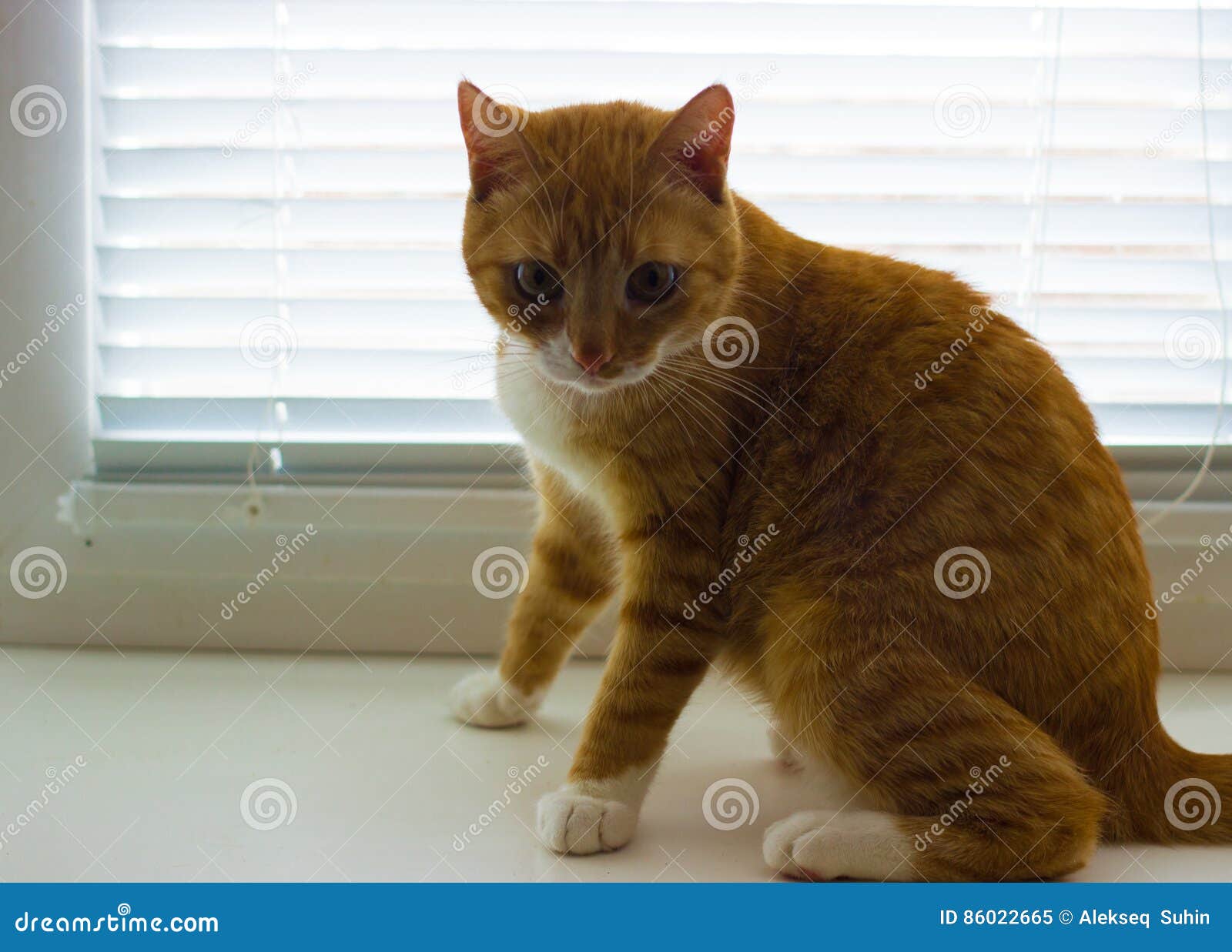Cute Domestic Red Cat on a Sill Stock Image - Image of indoors ...