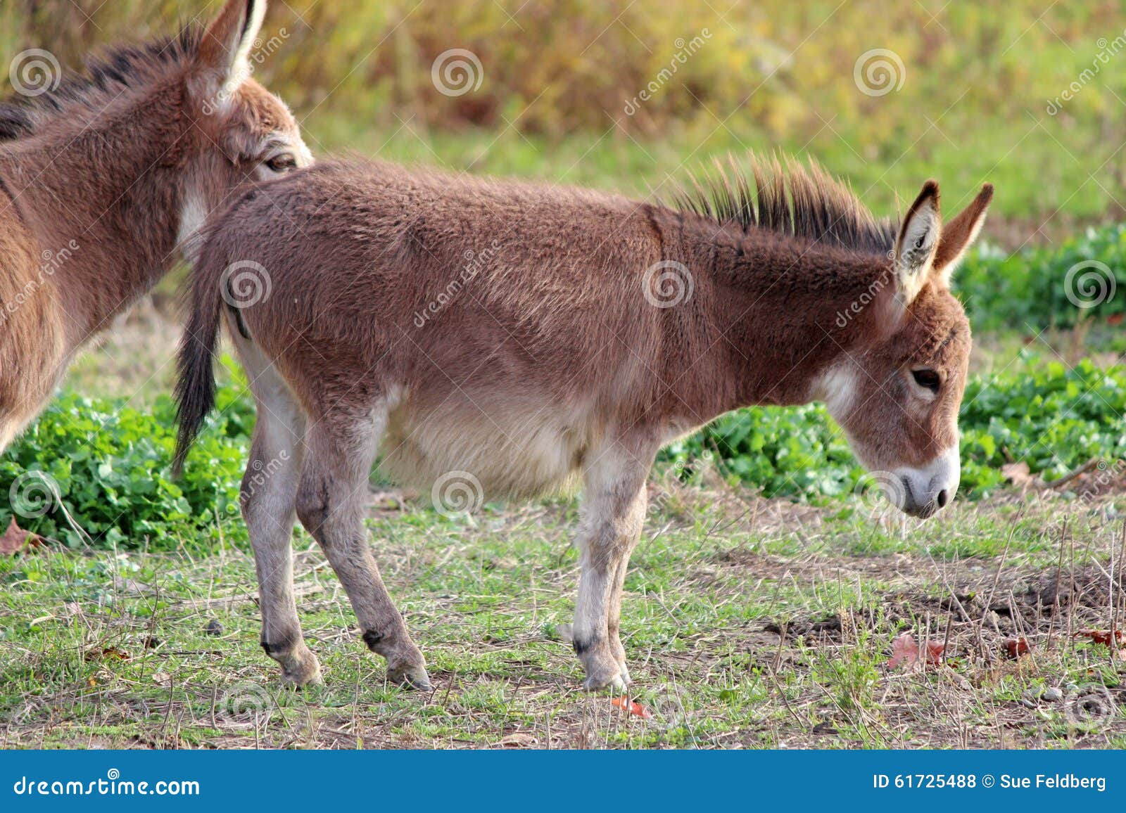 Cute Donkey stock photo. Image of farmyard, farm, furry - 61725488