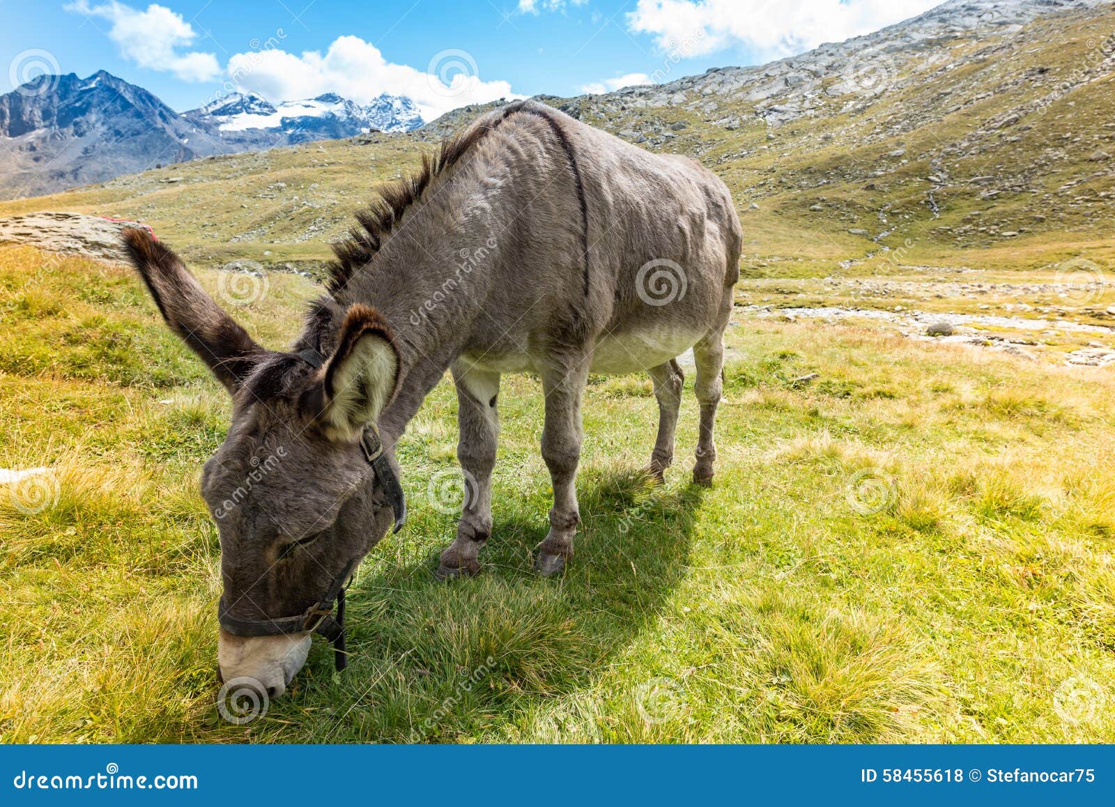 Cute Donkey Eating Grass in Mountain Landscape Stock Photo - Image of ...