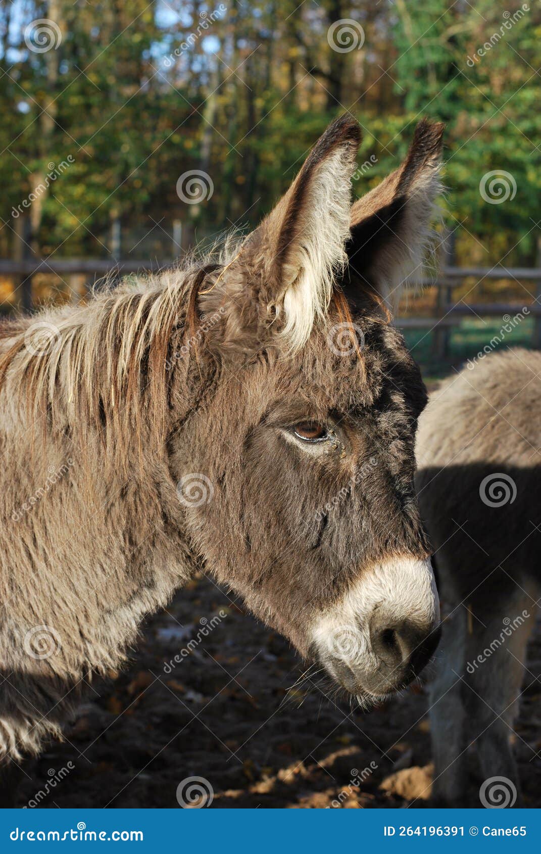 Donkey stock image. Image of wildlife, burros, pets - 264196391