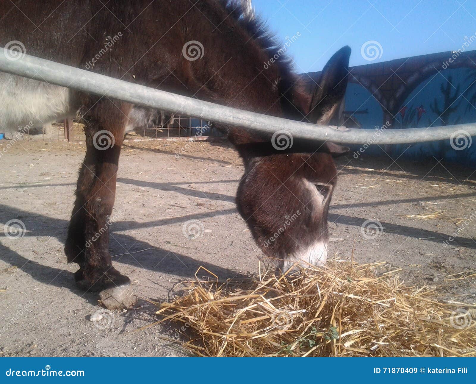 Cute Donkey in the Farm Eating Animals Stock Image - Image of animals ...