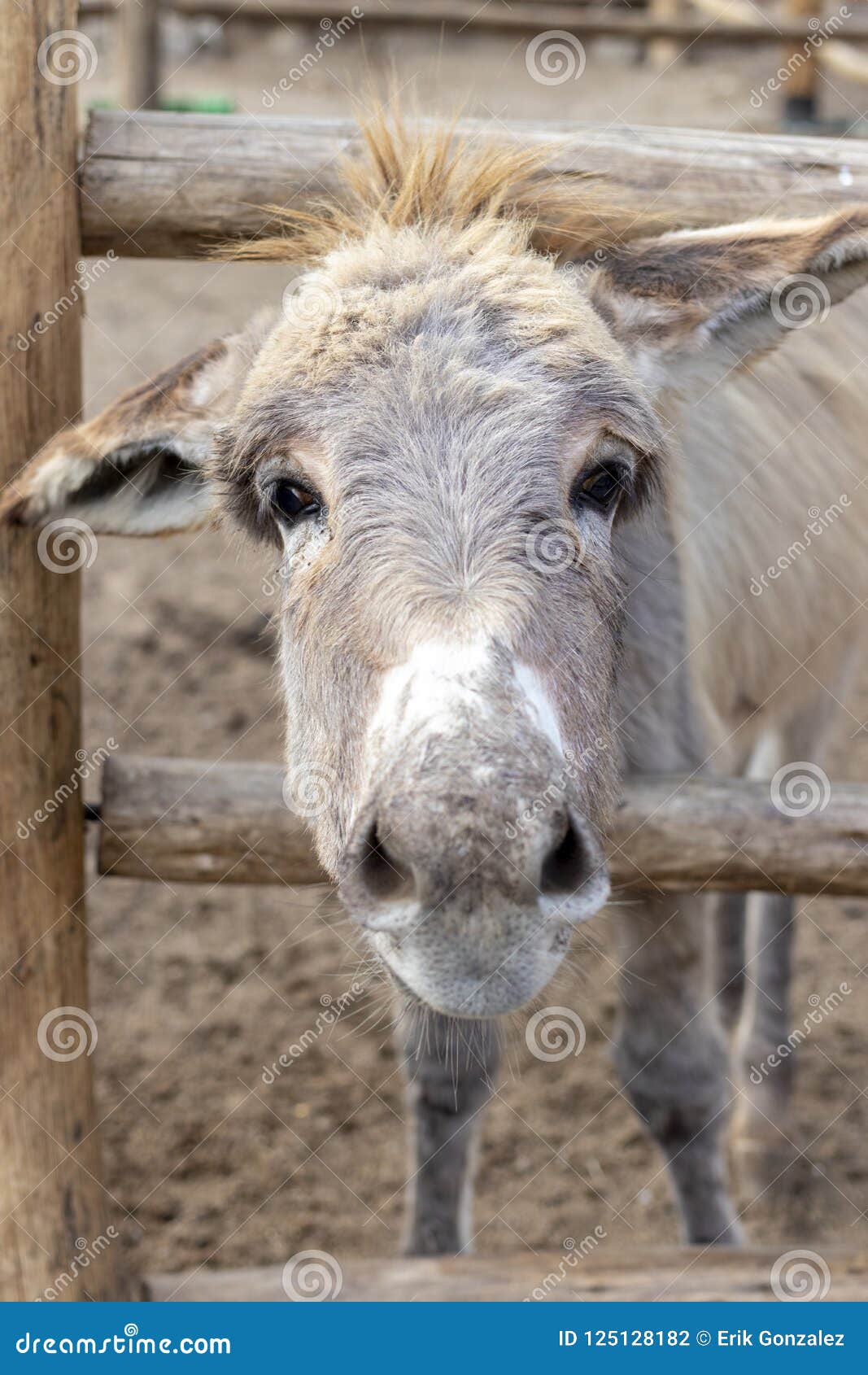Cute donkey on the farm stock photo. Image of happy - 125128182