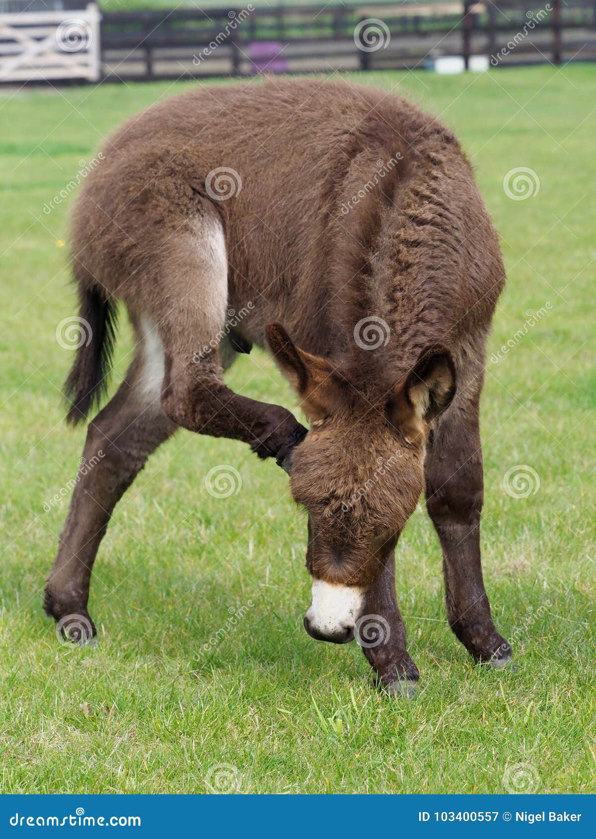 Cute Donkey Foal stock image. Image of nativity, baby - 103400557