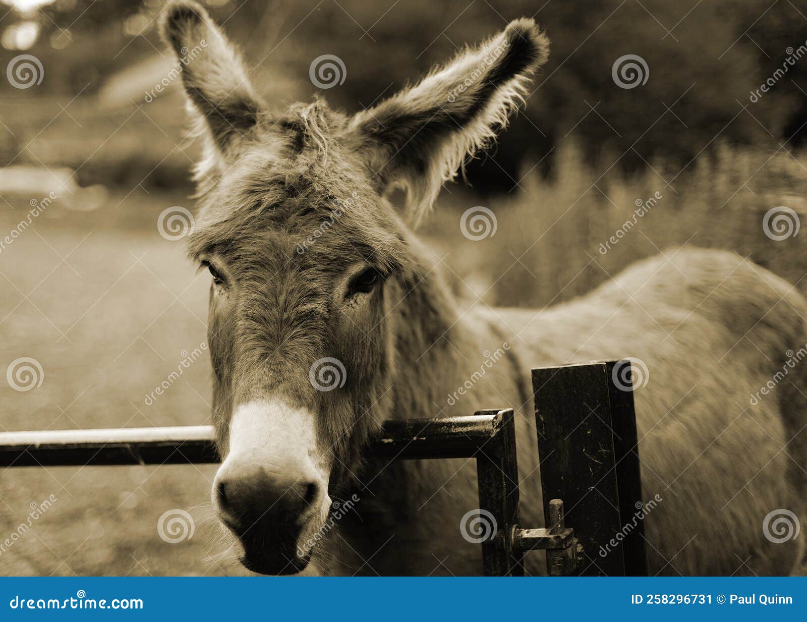 Cute Donkey stock image. Image of friendly, field, domestic - 258296731