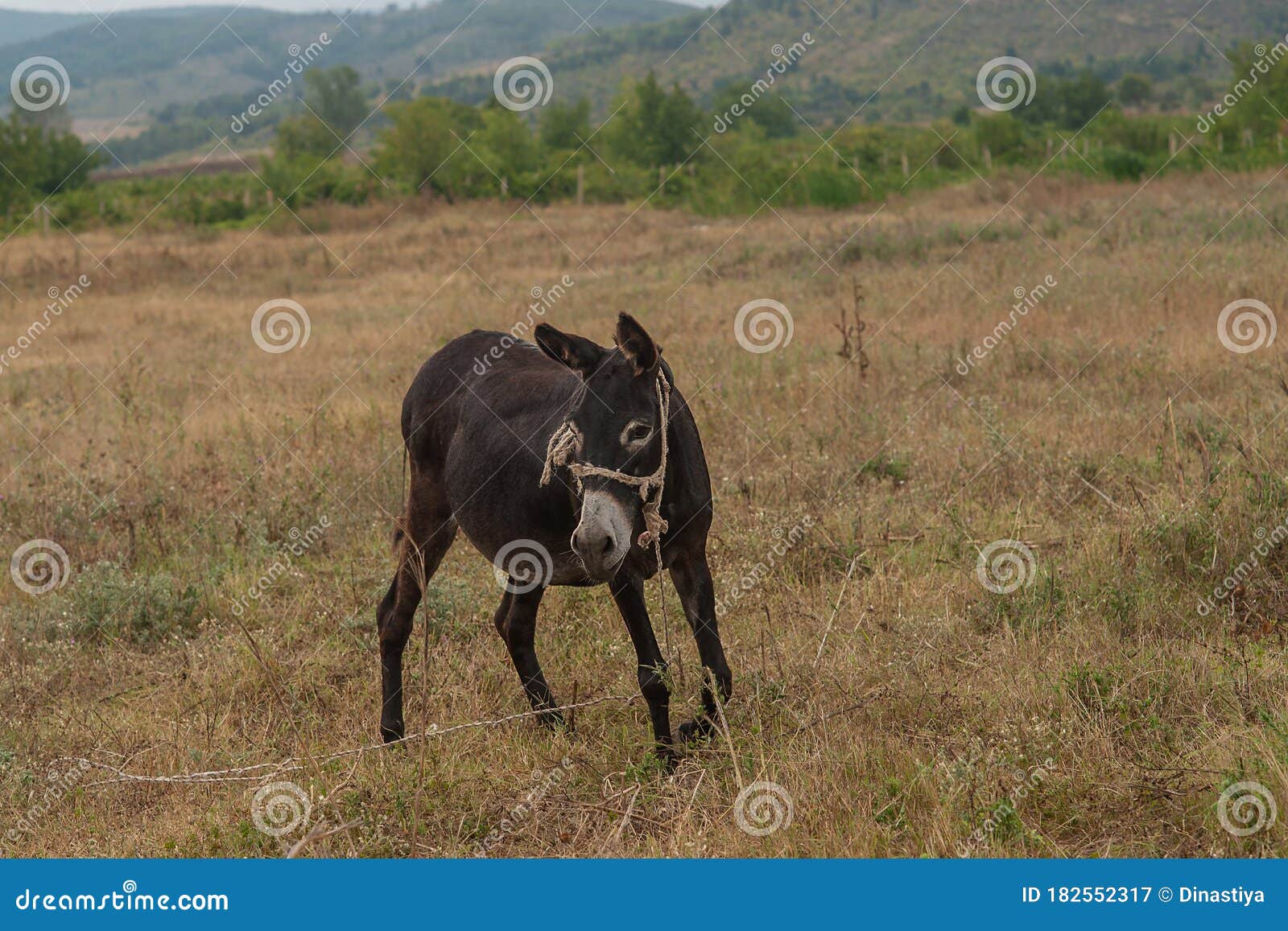 Cute Donkey on Grass on Farm at Summer Day. Stock Image - Image of ...
