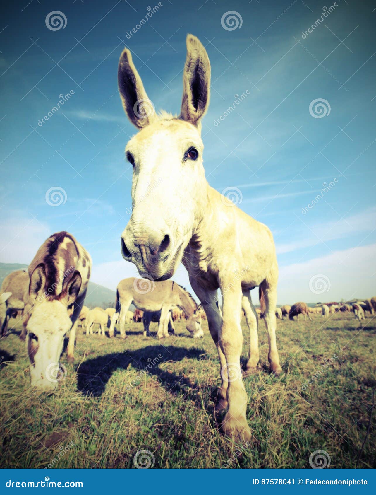 Cute Donkey with Long Ears Watching the Camera Lens Stock Image - Image ...