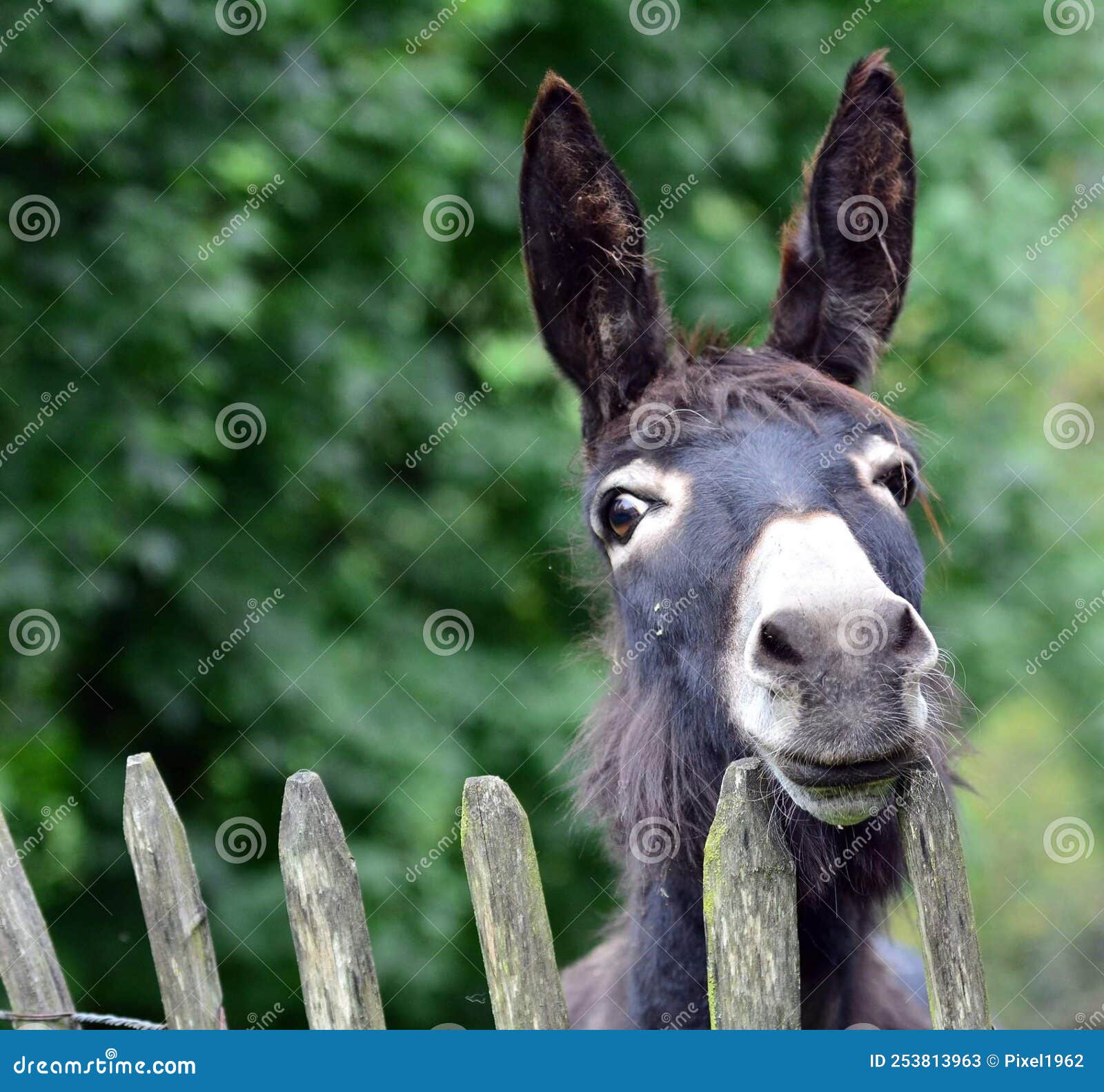 A cute donkey stock image. Image of nature, deer, looks - 253813963