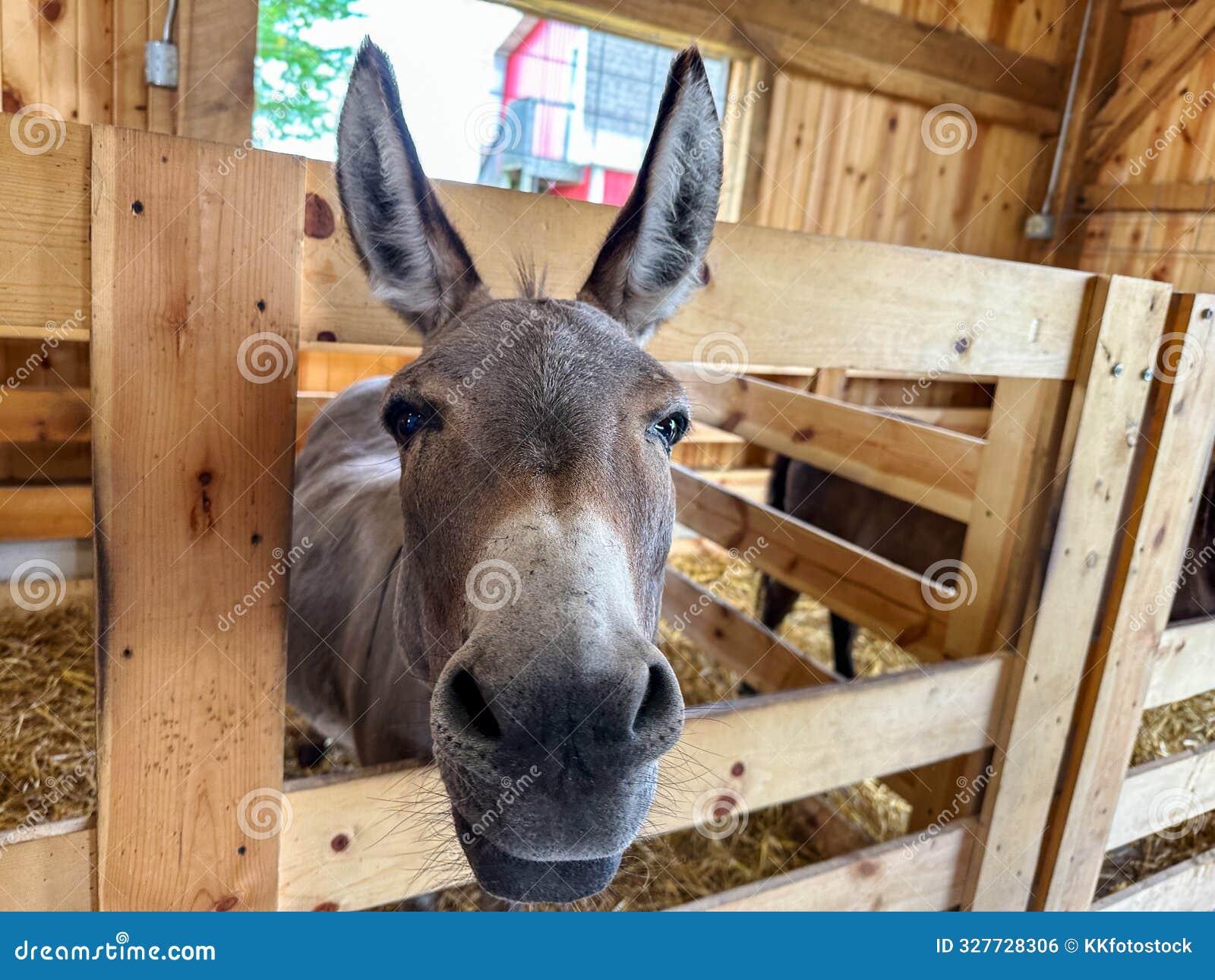 Cute donkey in a stable stock photo. Image of face, nature - 327728306