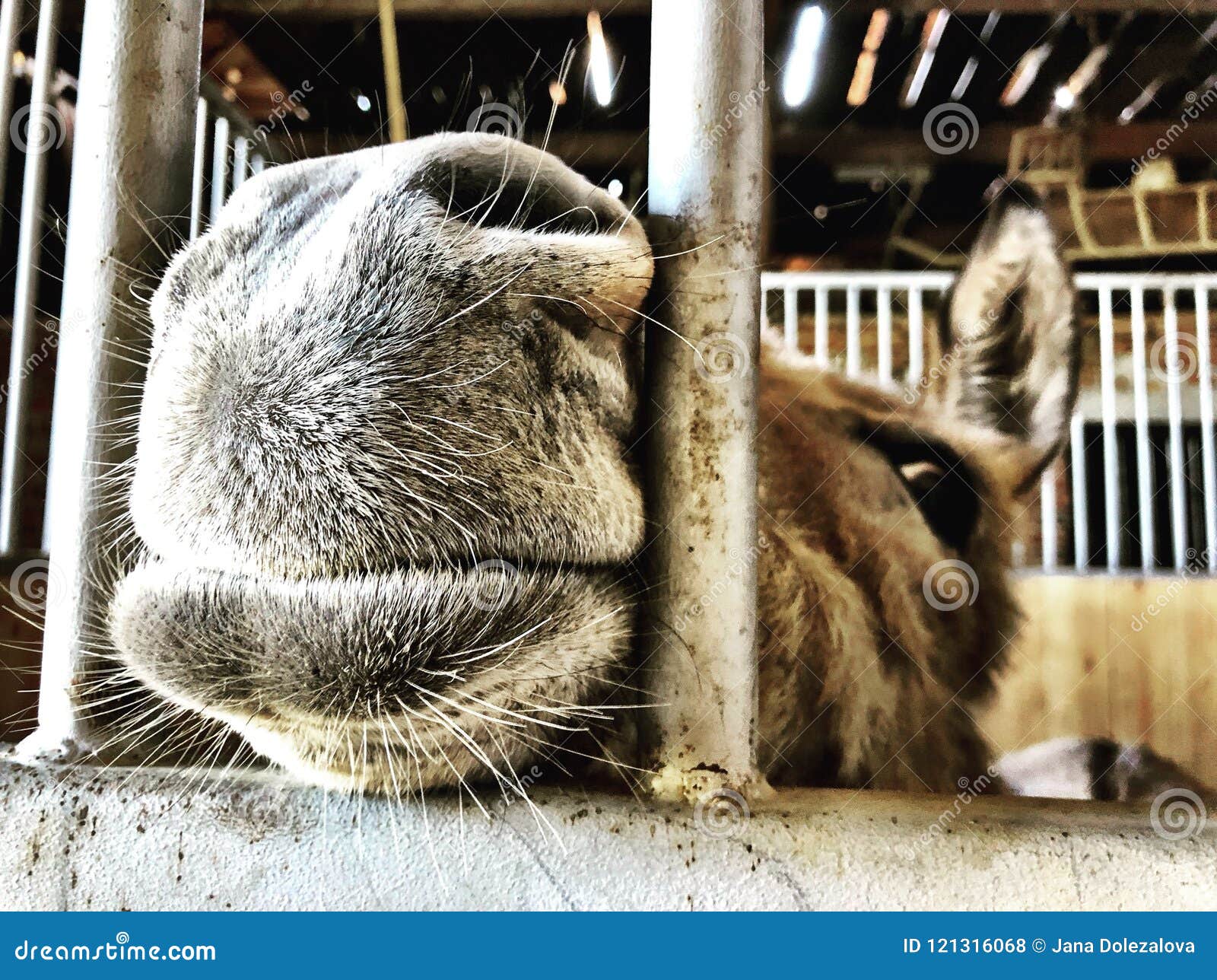 Donkey nose stock photo. Image of nose, bars, ears, cute - 121316068