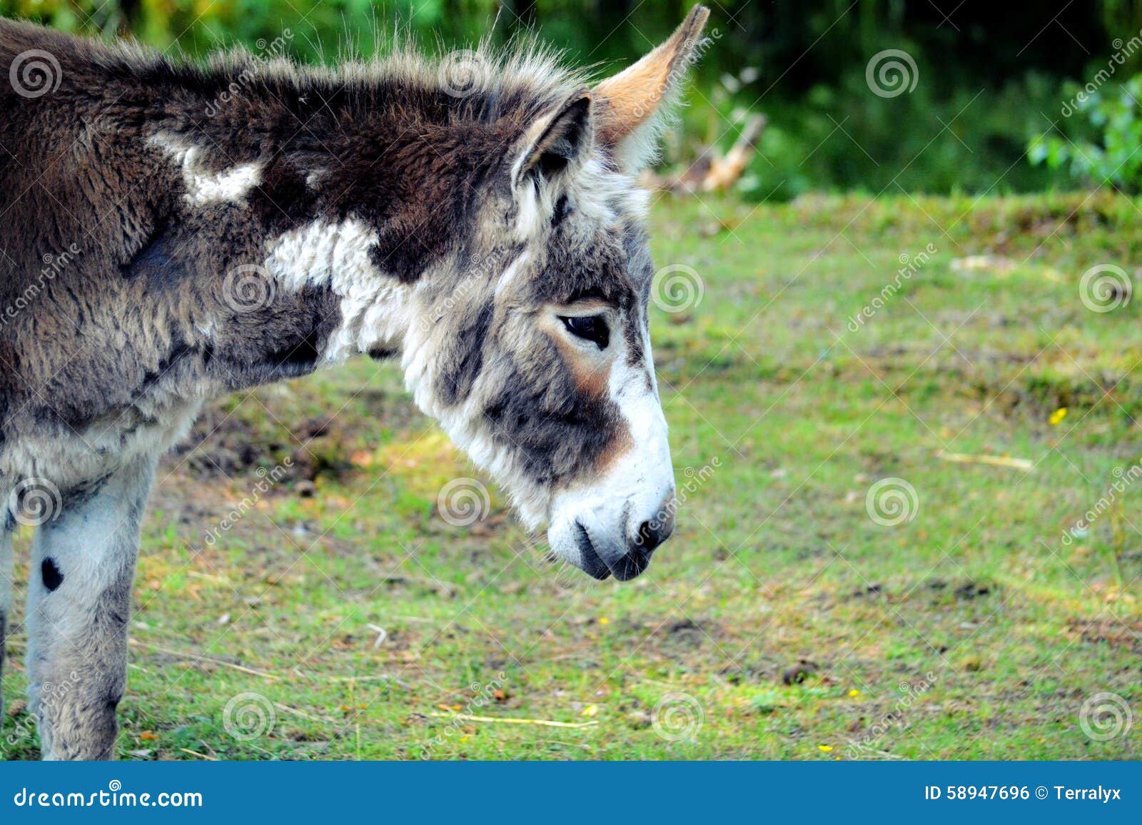 Cute donkey stock photo. Image of lovely, grey, domestic - 58947696