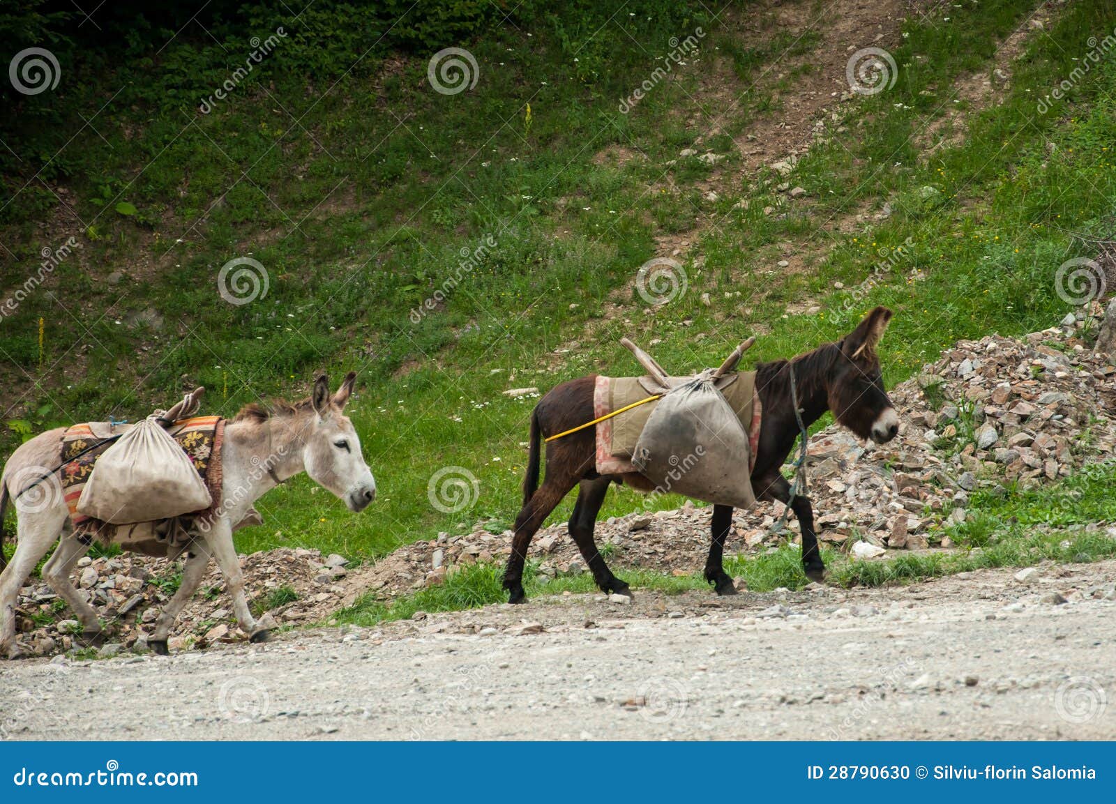 Cute Donkeys Carrying Heavy Supplies Stock Photo - Image of heavy ...