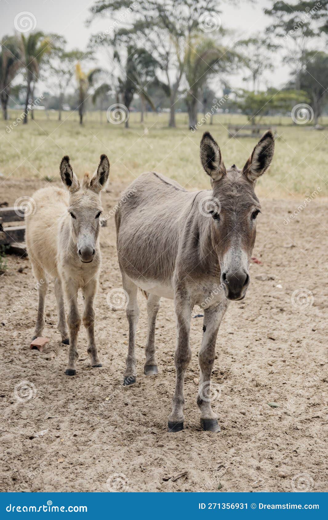 Cute donkeys in the field stock image. Image of head - 271356931