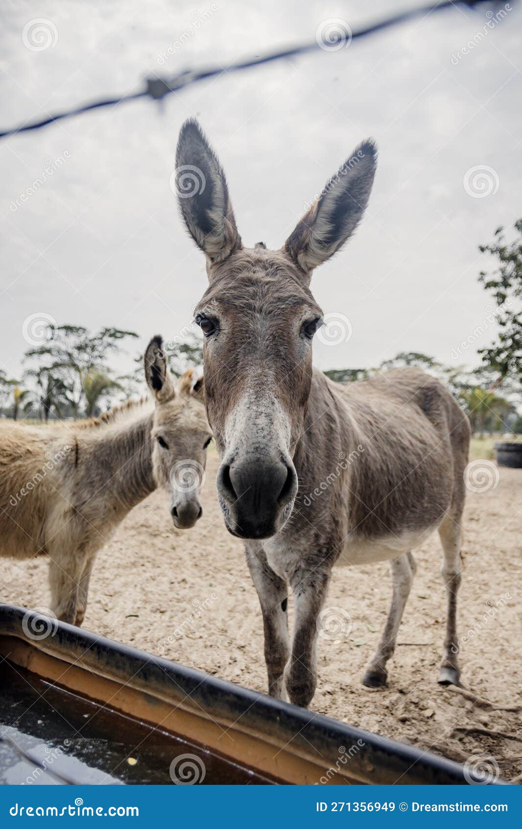 Cute donkeys in the field stock image. Image of portrait - 271356949